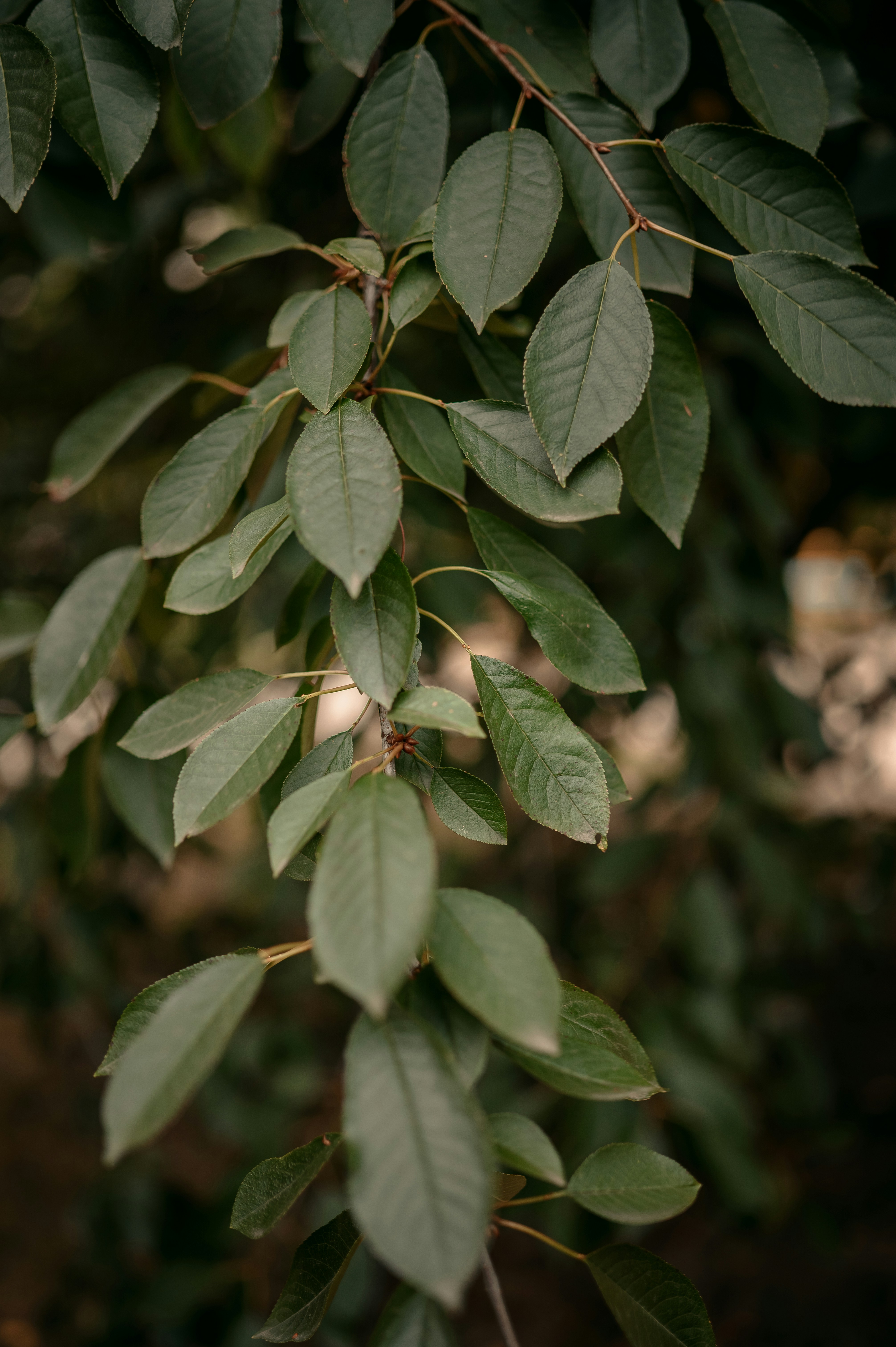 Close-up of green leaves on a branch