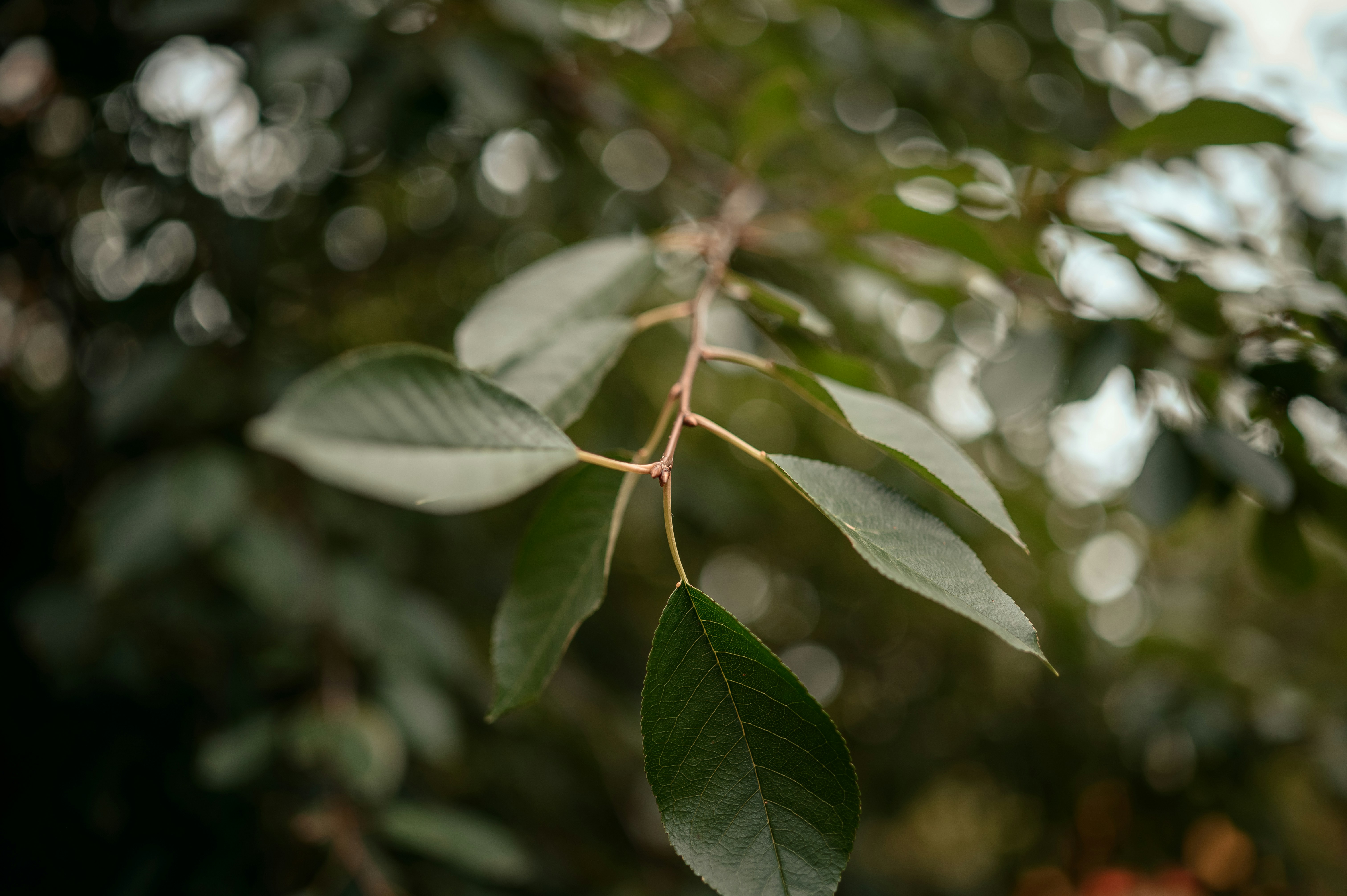 Close-up of green leaves on a branch