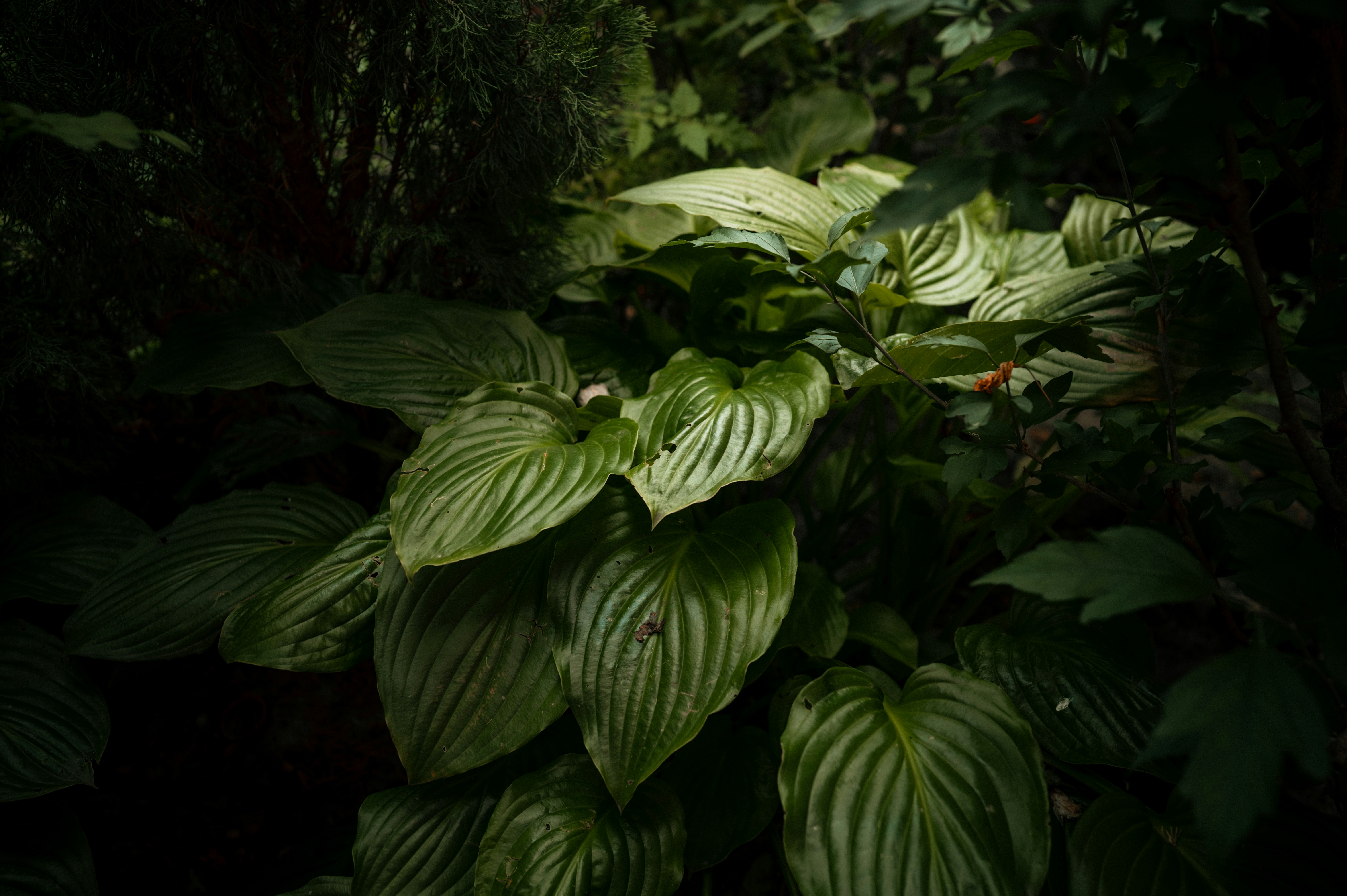 Whispers of Green: A Leafy Sanctuary