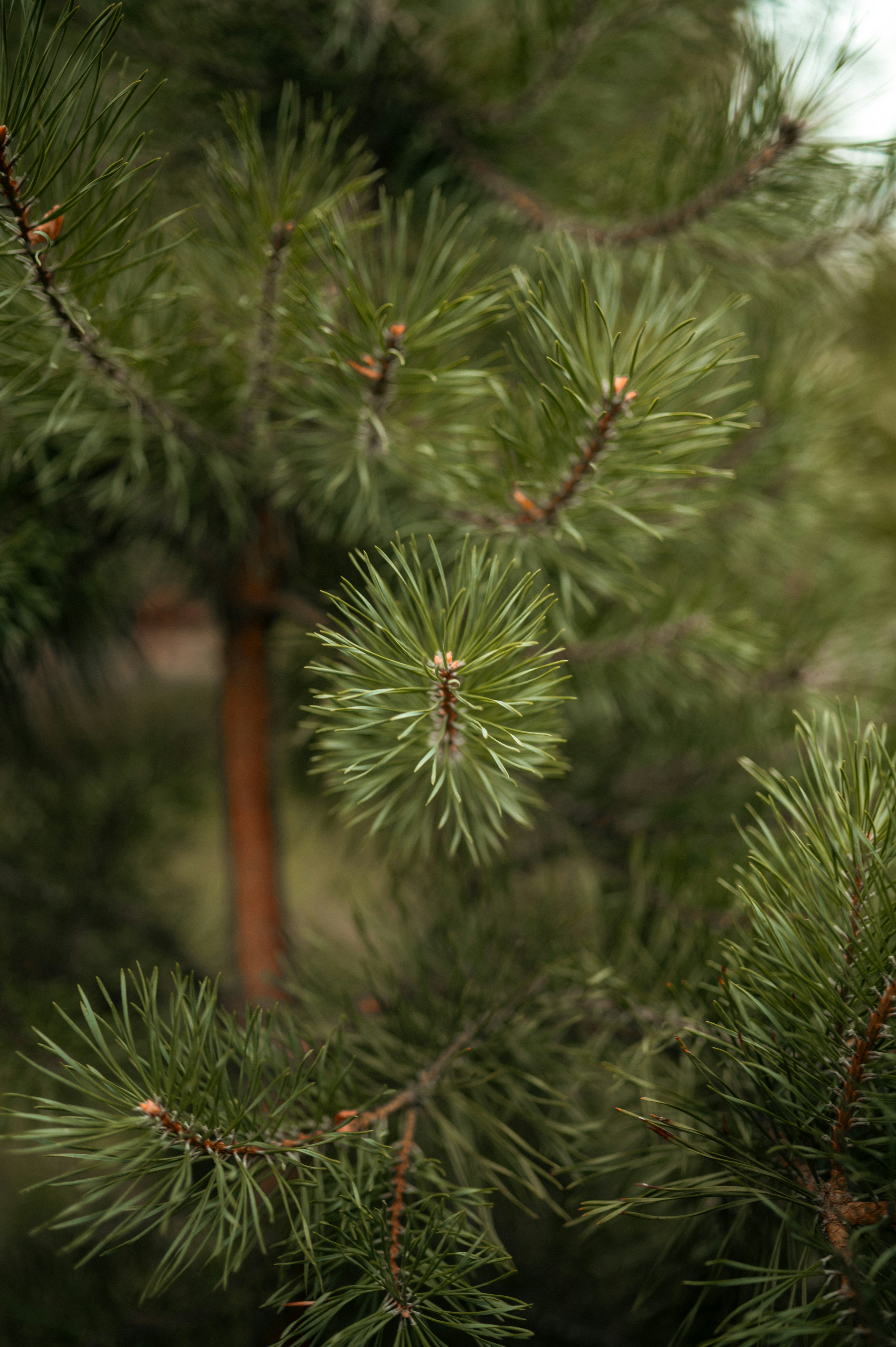 Whispers of the Evergreen: A Pine's Embrace
