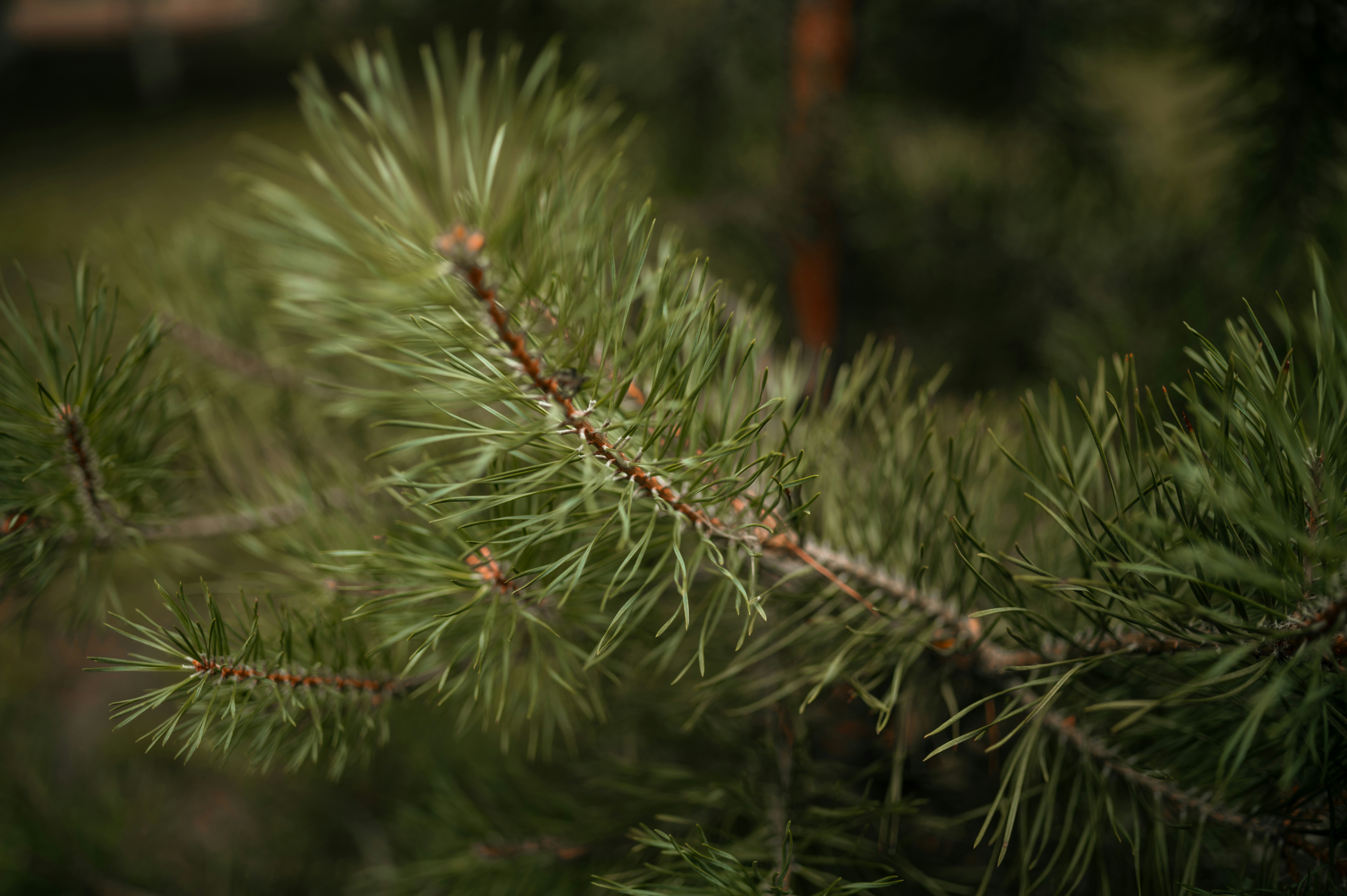 Photo by Katheryna Tomashevska with Nikon Z6