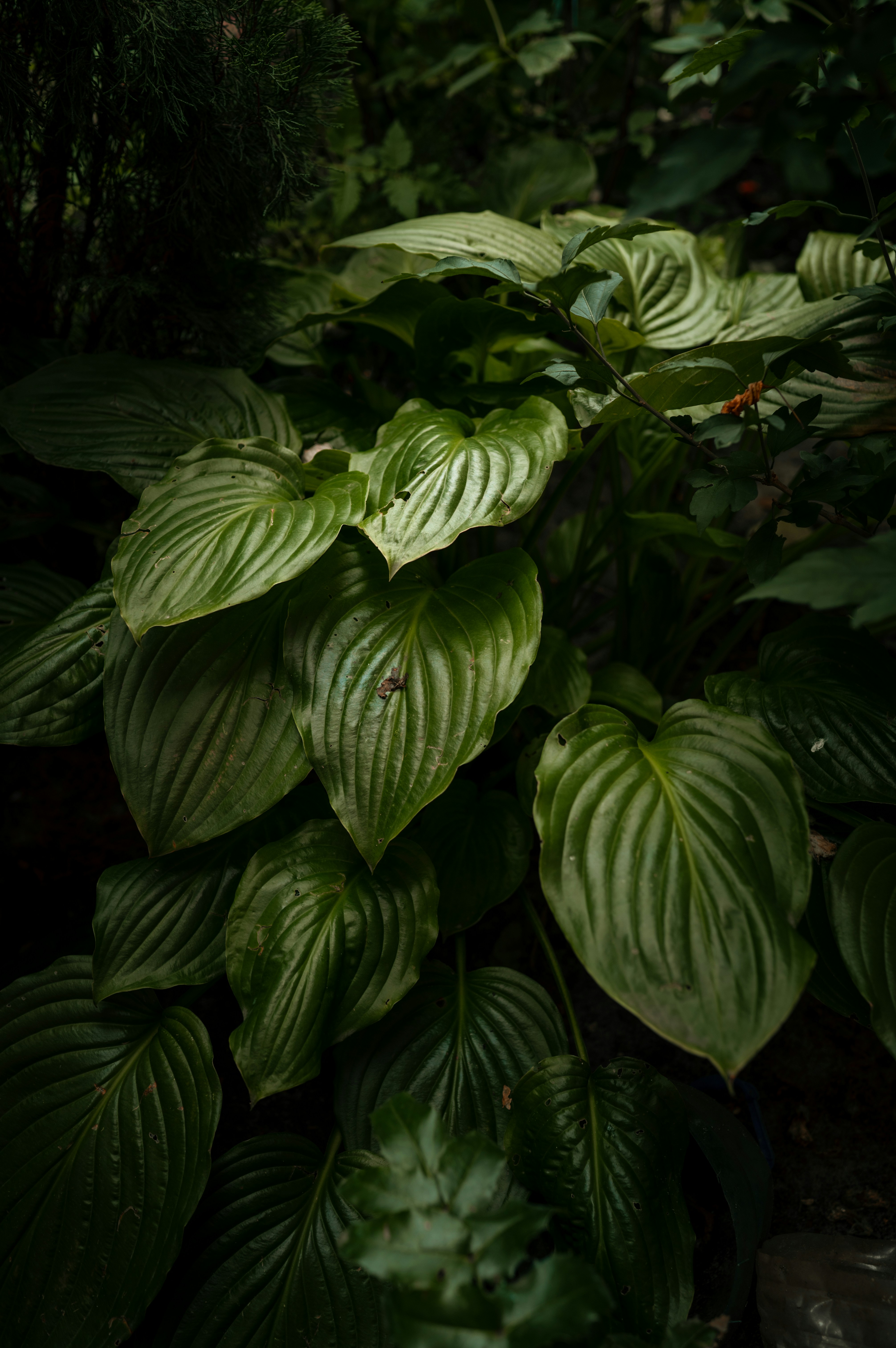 Lush green hosta leaves in a shaded garden.