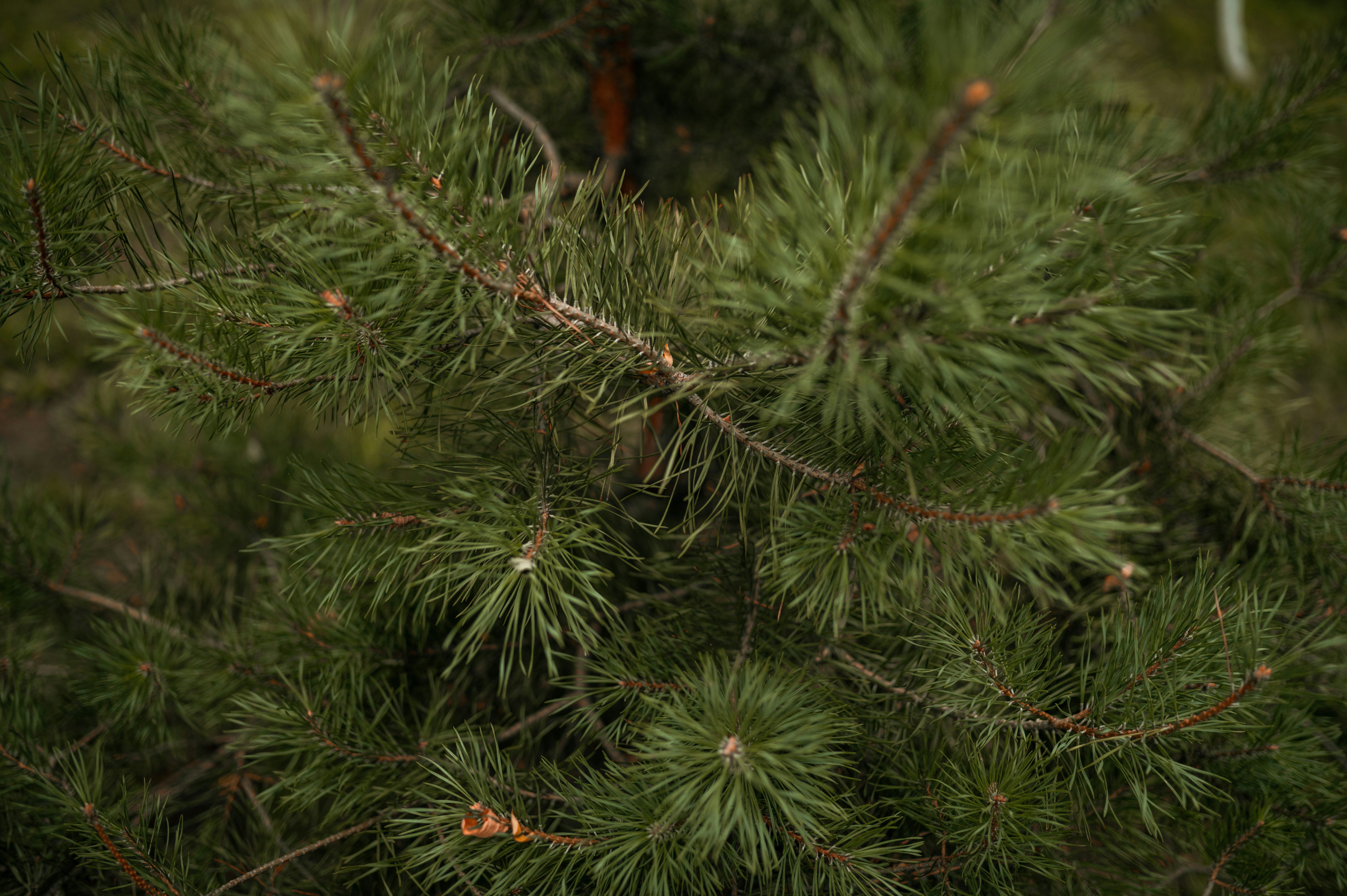 Close-up of lush pine needles, showcasing intricate textures and vibrant greens. The composition emphasizes the natural beauty of the foliage.