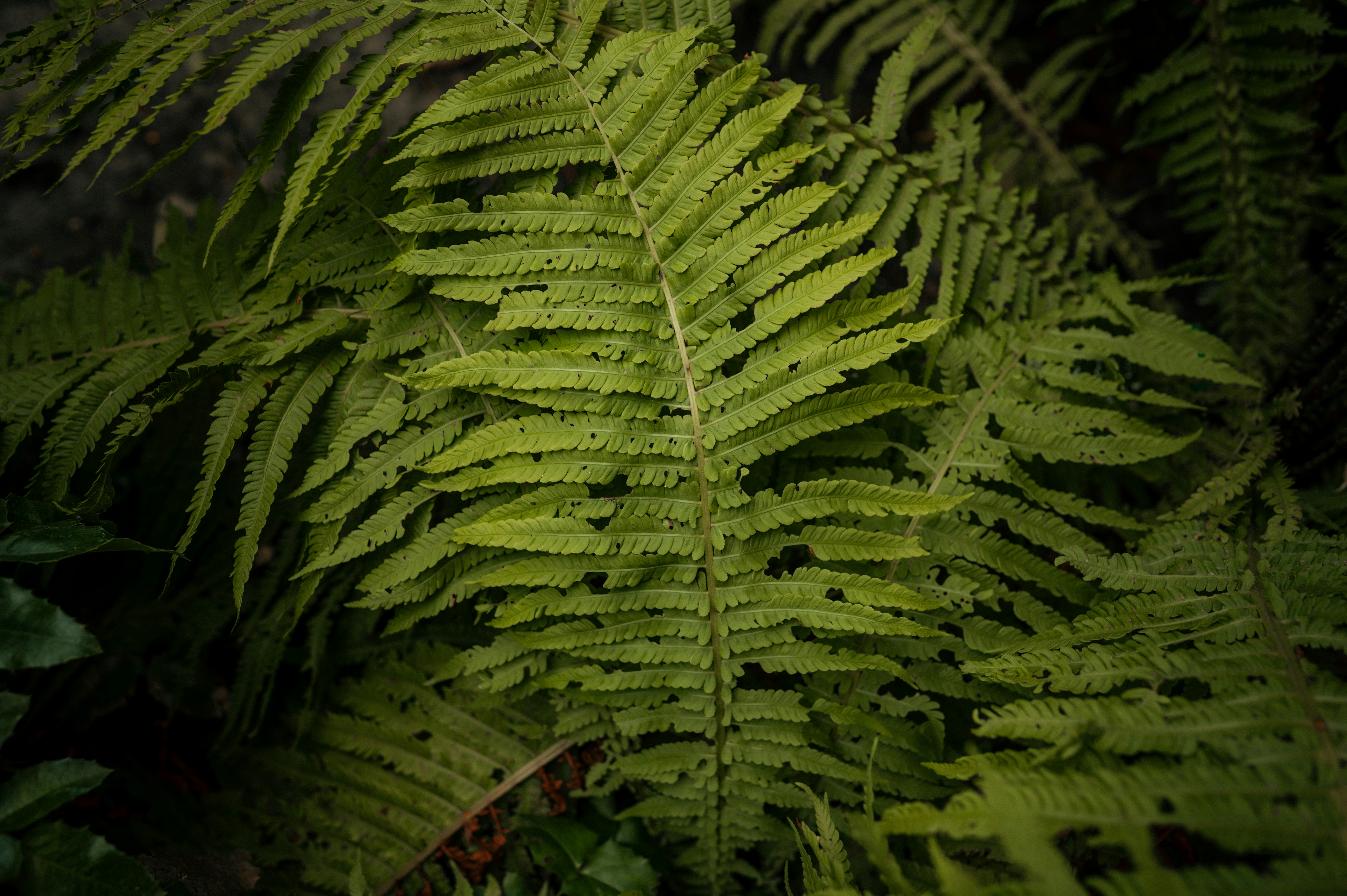 Lush green fern leaves create a textured tapestry in a shaded forest environment.
