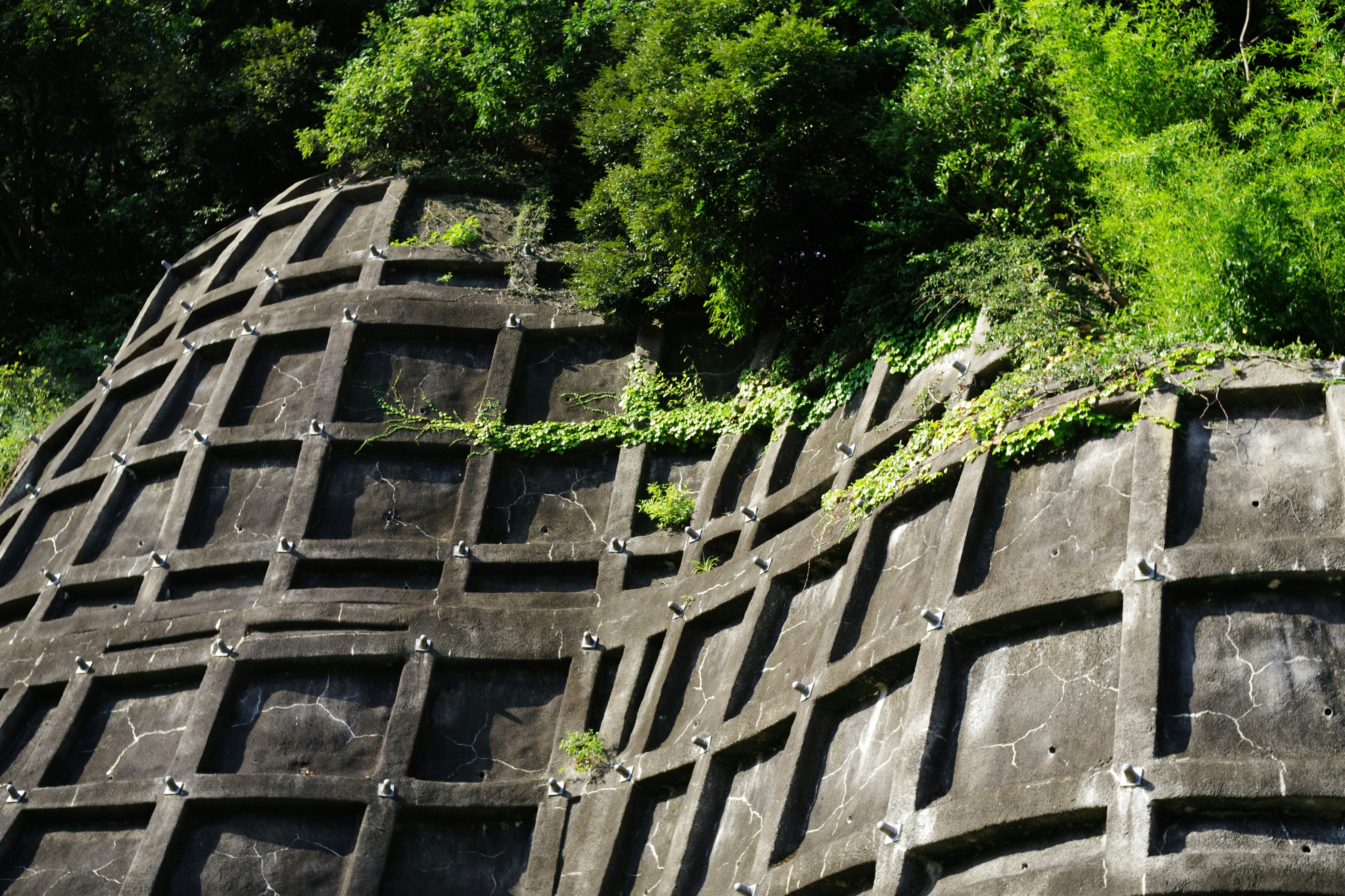 Textured concrete surface intertwined with vibrant greenery, showcasing the resilience of nature against urban structures.