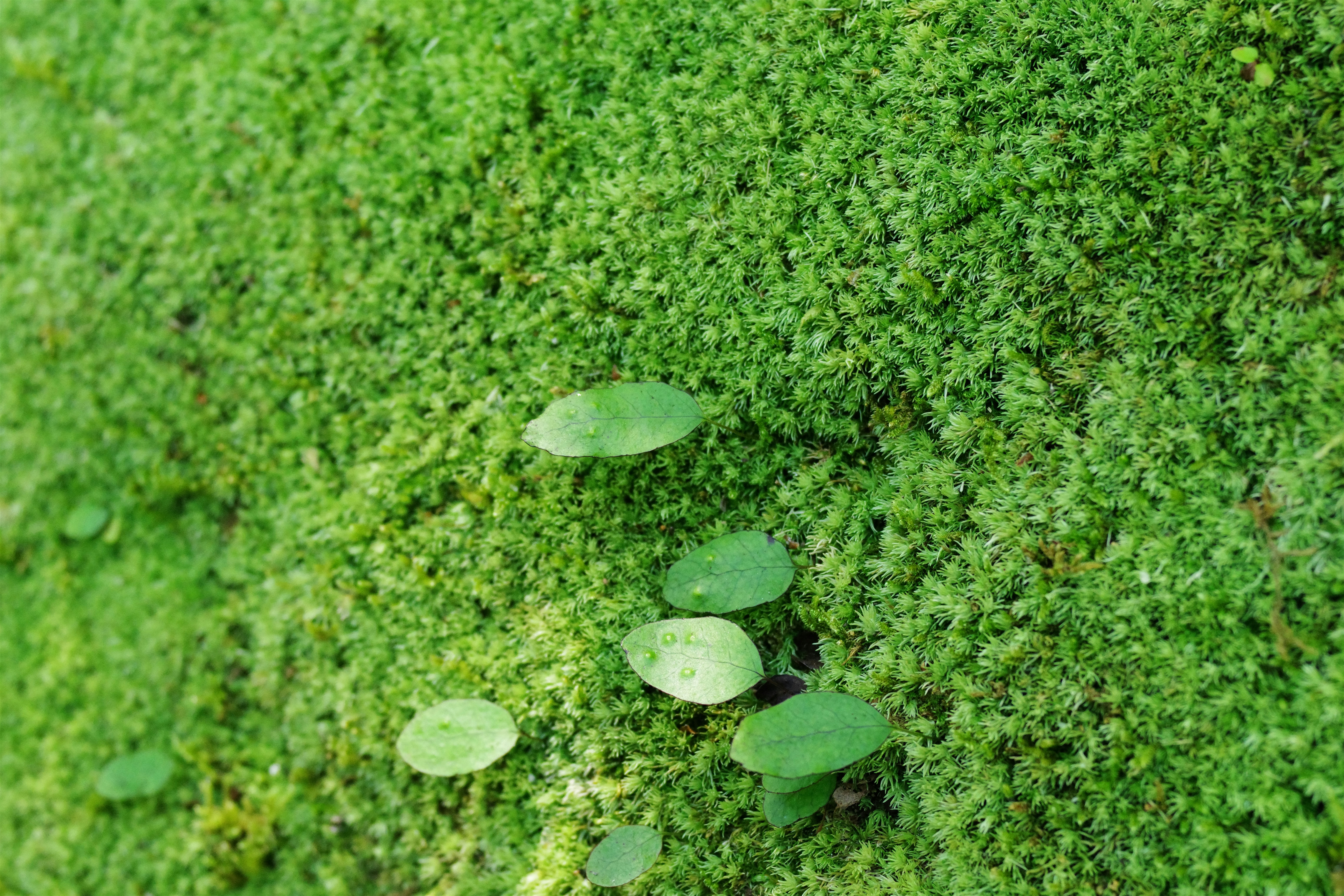 Vibrant green moss interspersed with small leaves, creating a lush, textured ground cover. The intricate details showcase the richness of forest floor biodiversity.