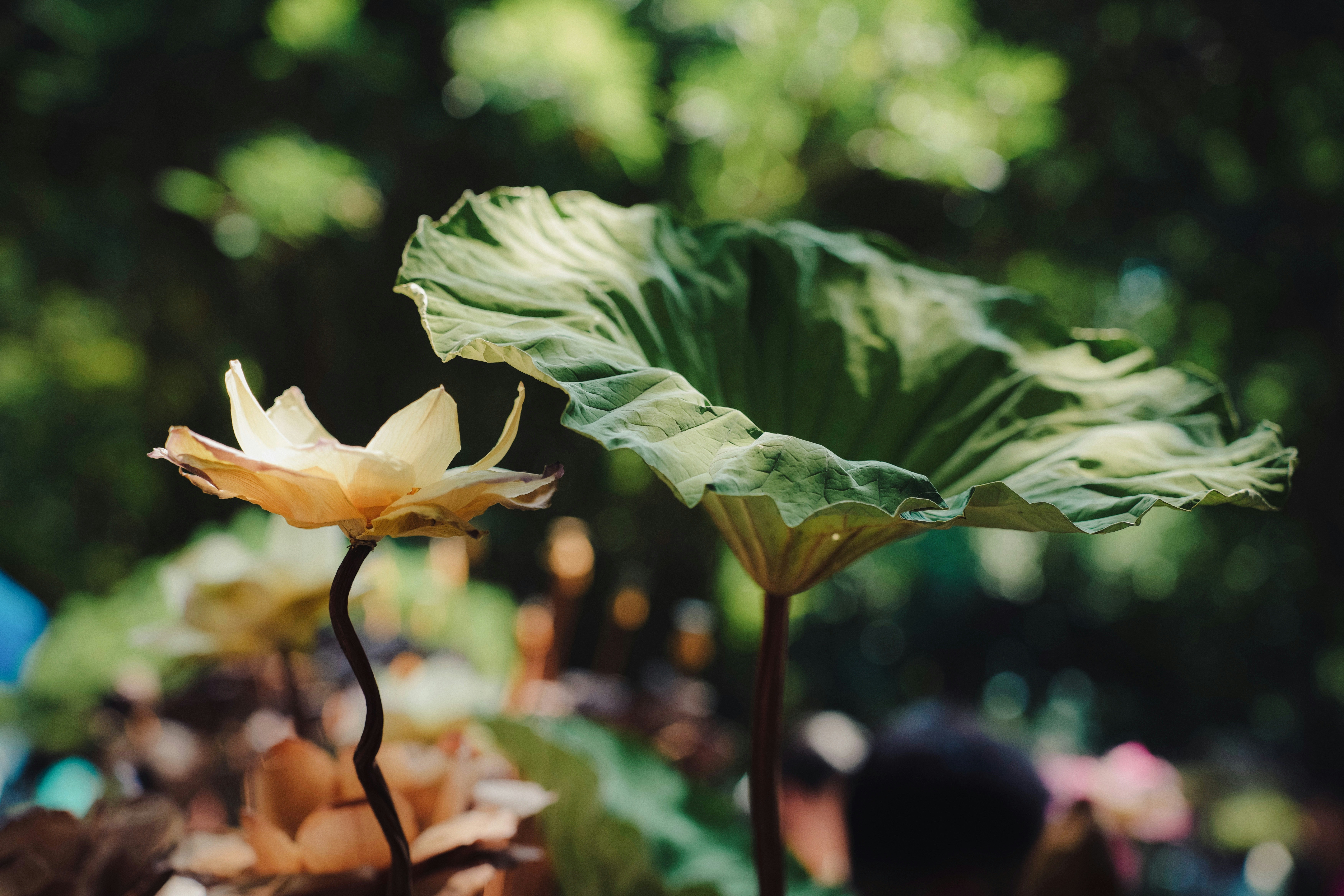 Delicate white flower beside a large green leaf.