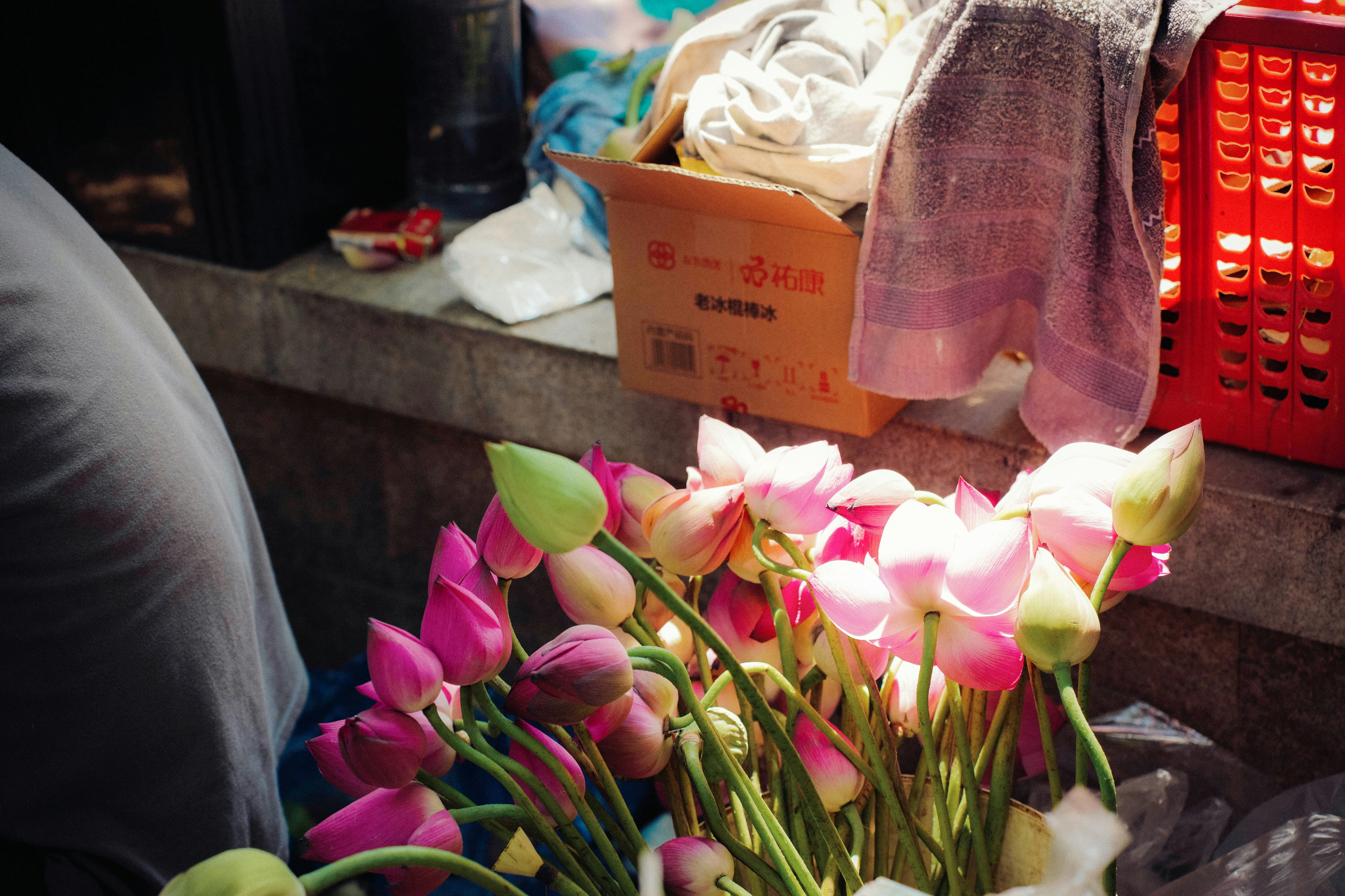 Pink lotus flowers in a bunch photo – Free Flower Image on Unsplash