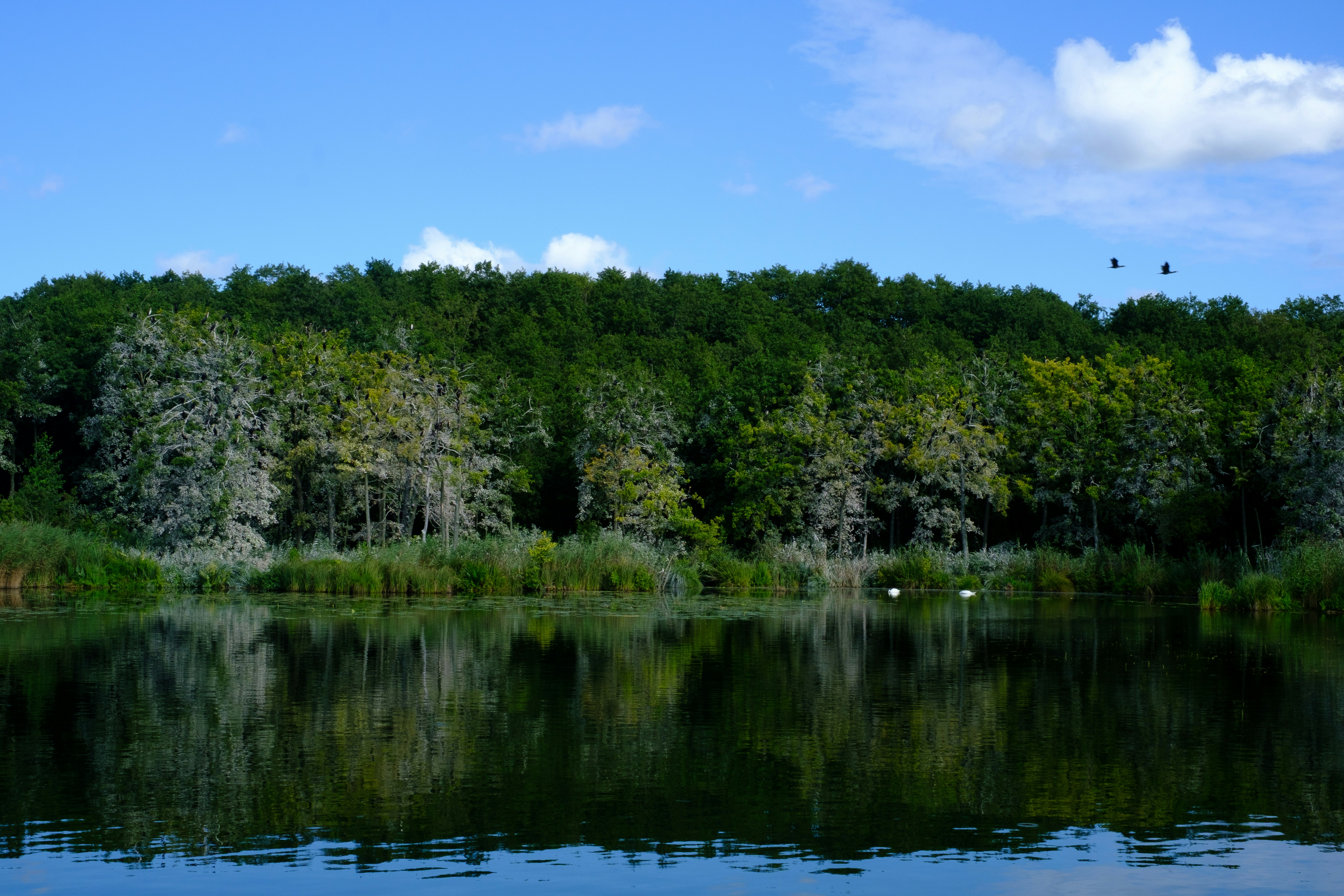 Calm lake reflecting lush green trees under a blue sky.