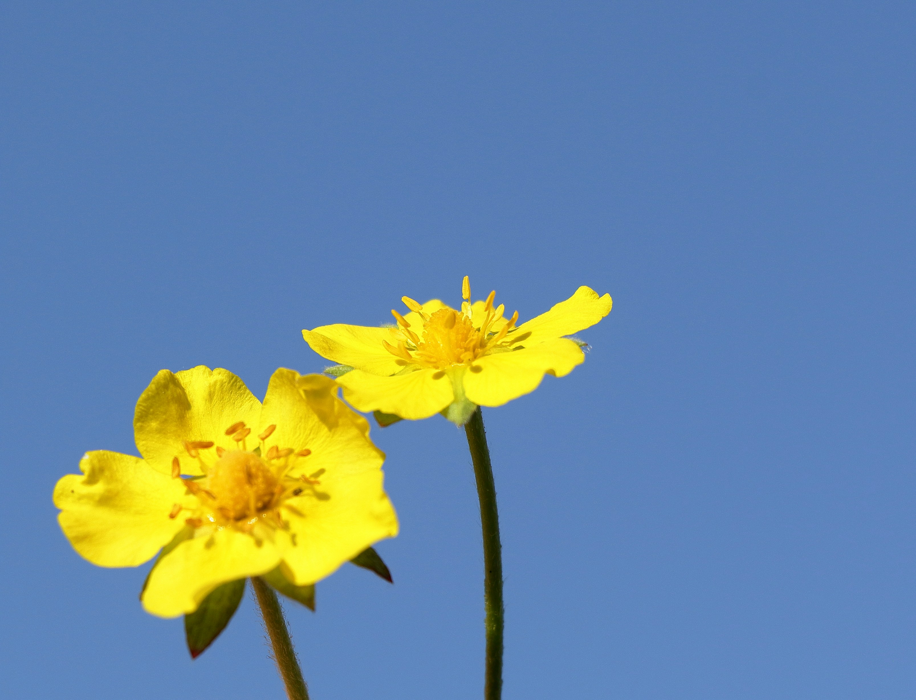 Two yellow flowers against a clear blue sky