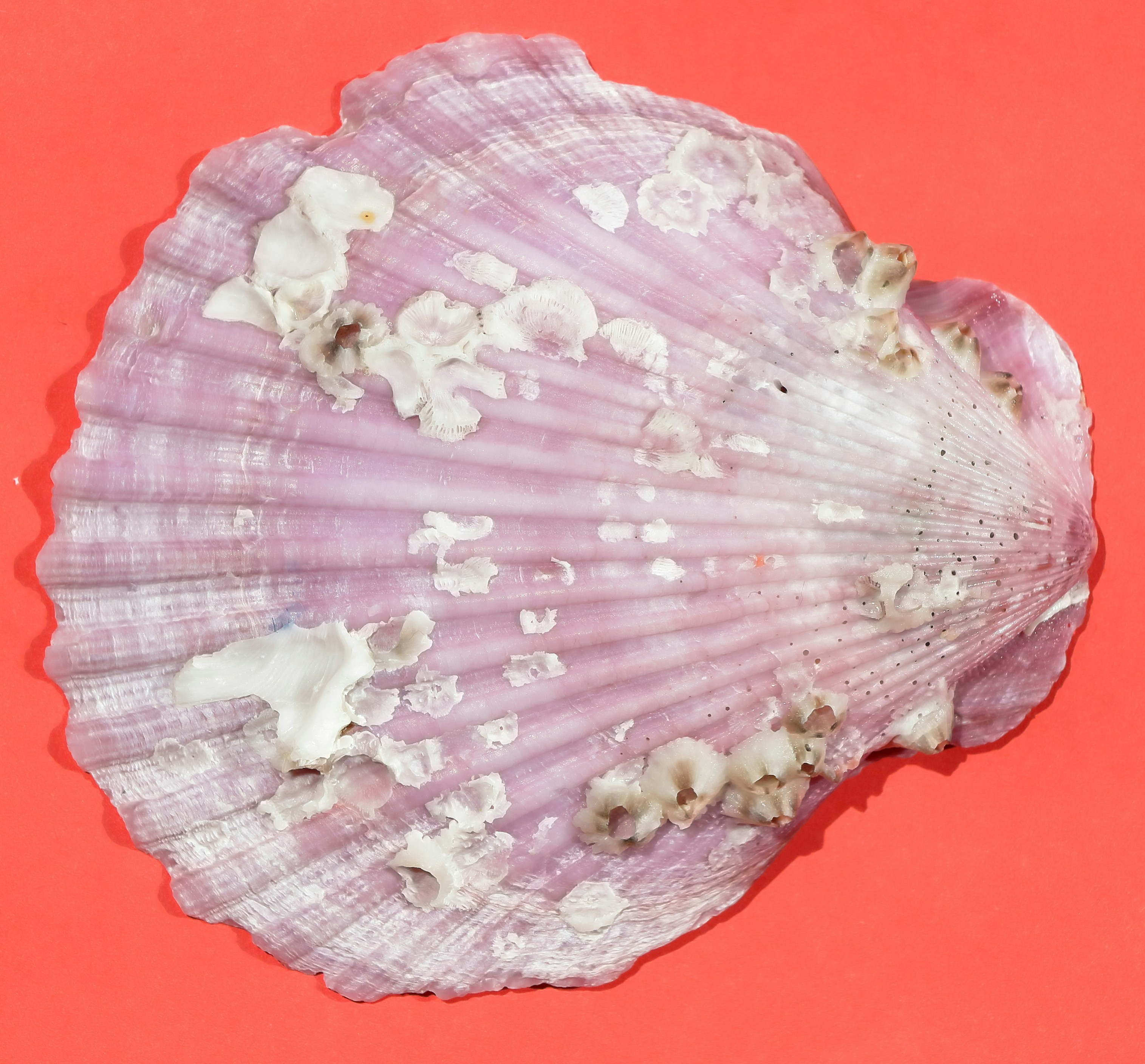 Nature's Nautical Canvas: The Scallop Shell