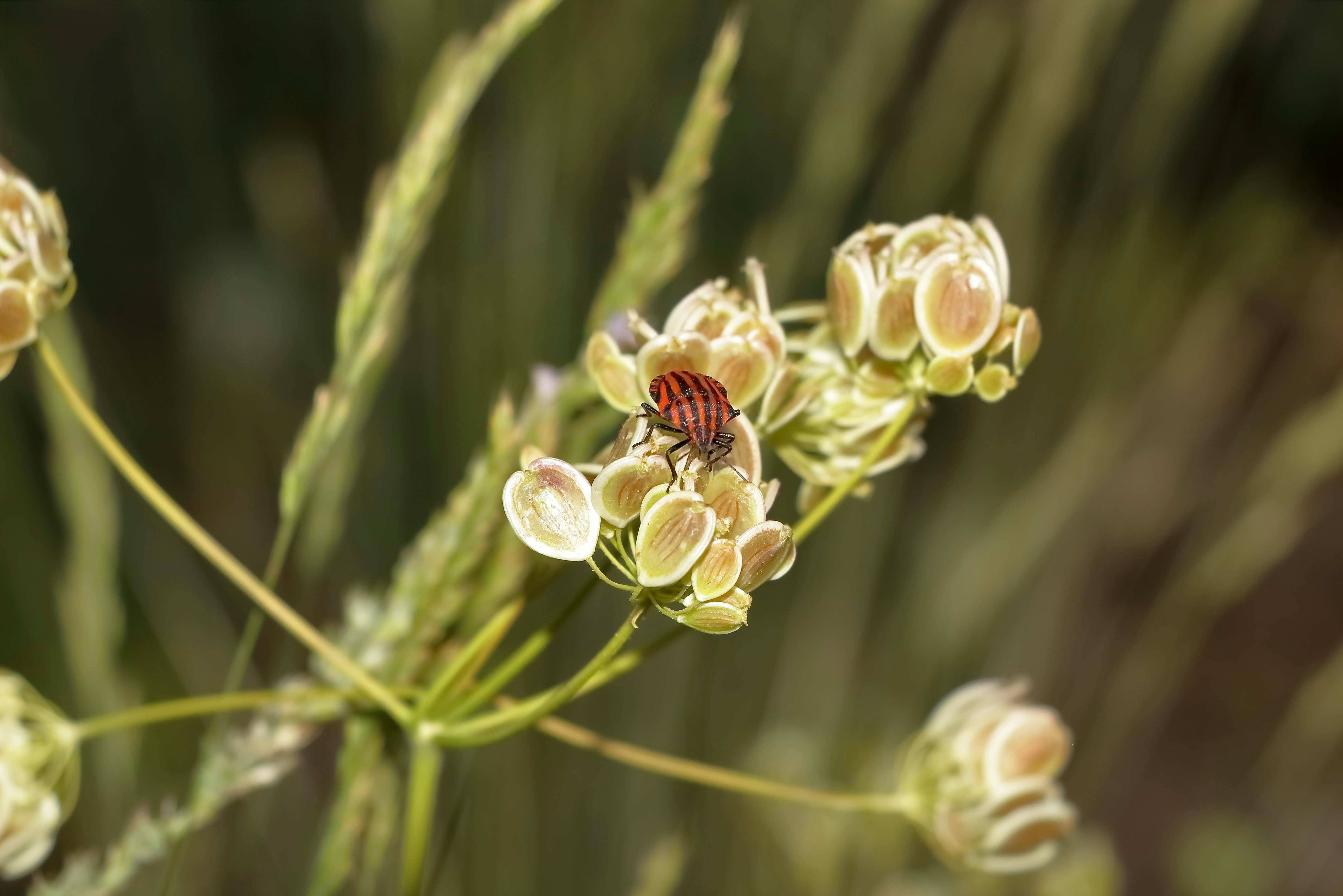 Nature's Delicate Balance: The Tiny Guardian