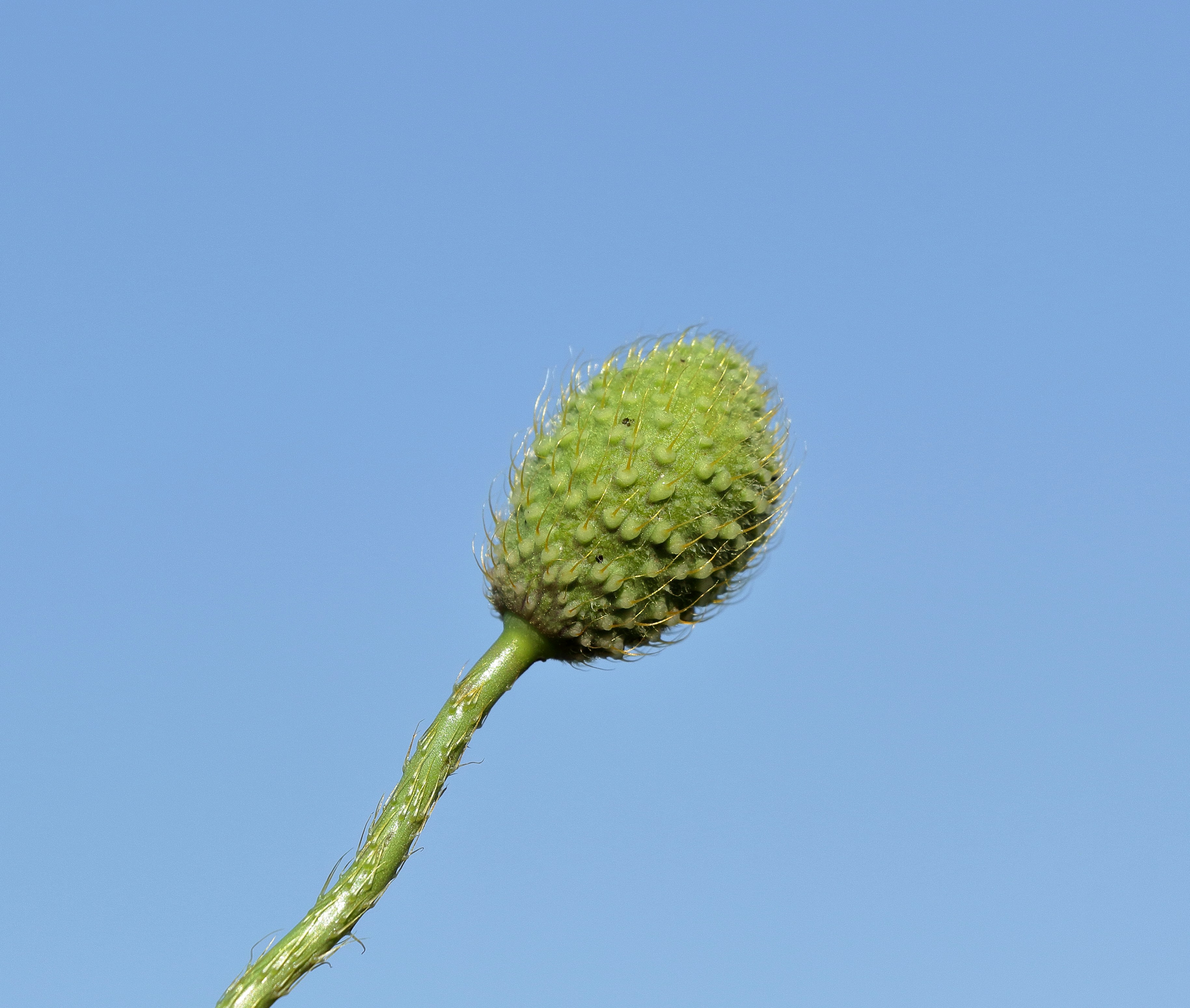 A closed poppy bud against a clear blue sky.