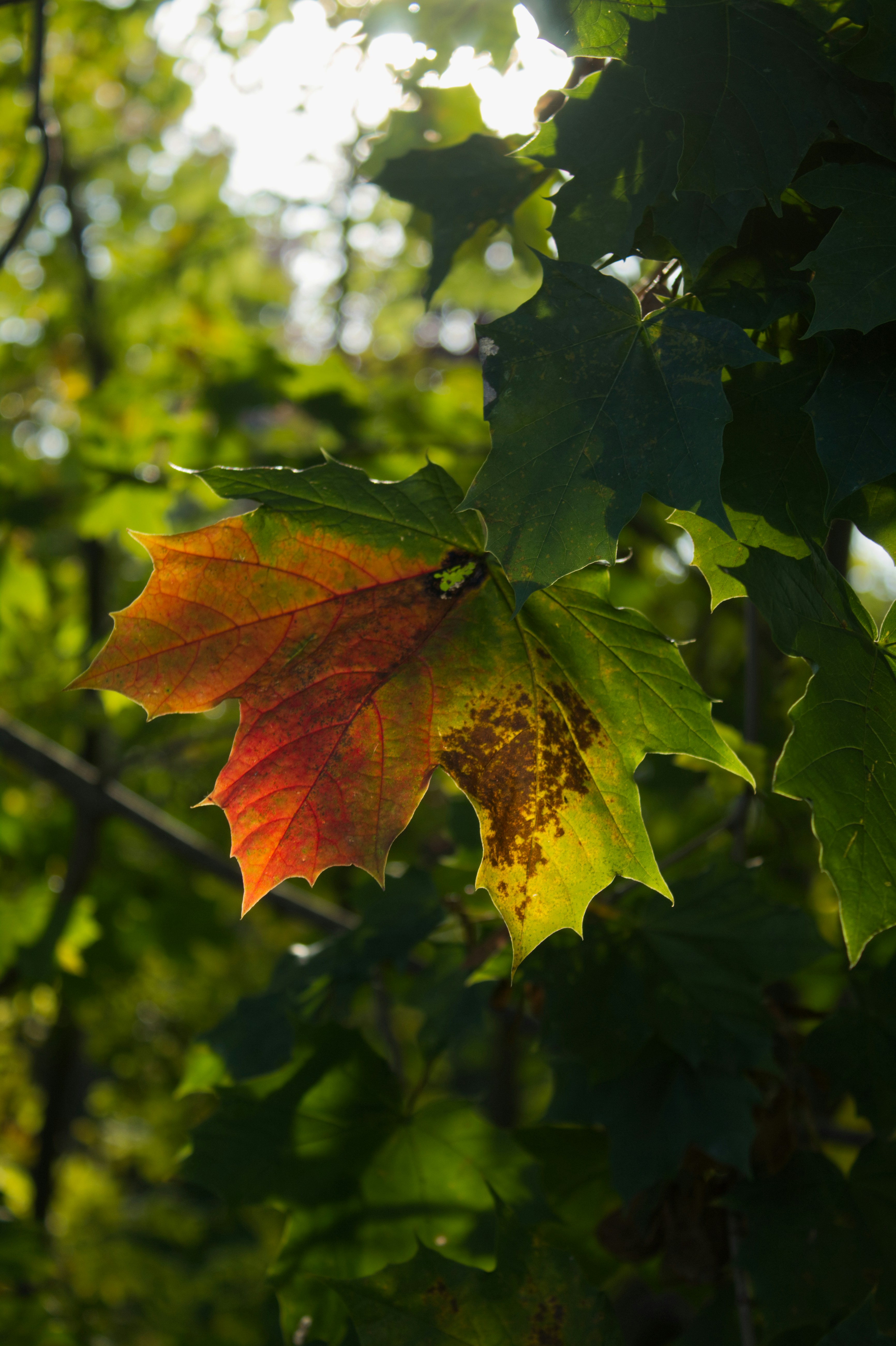 The Transitioning Leaves of Autumn