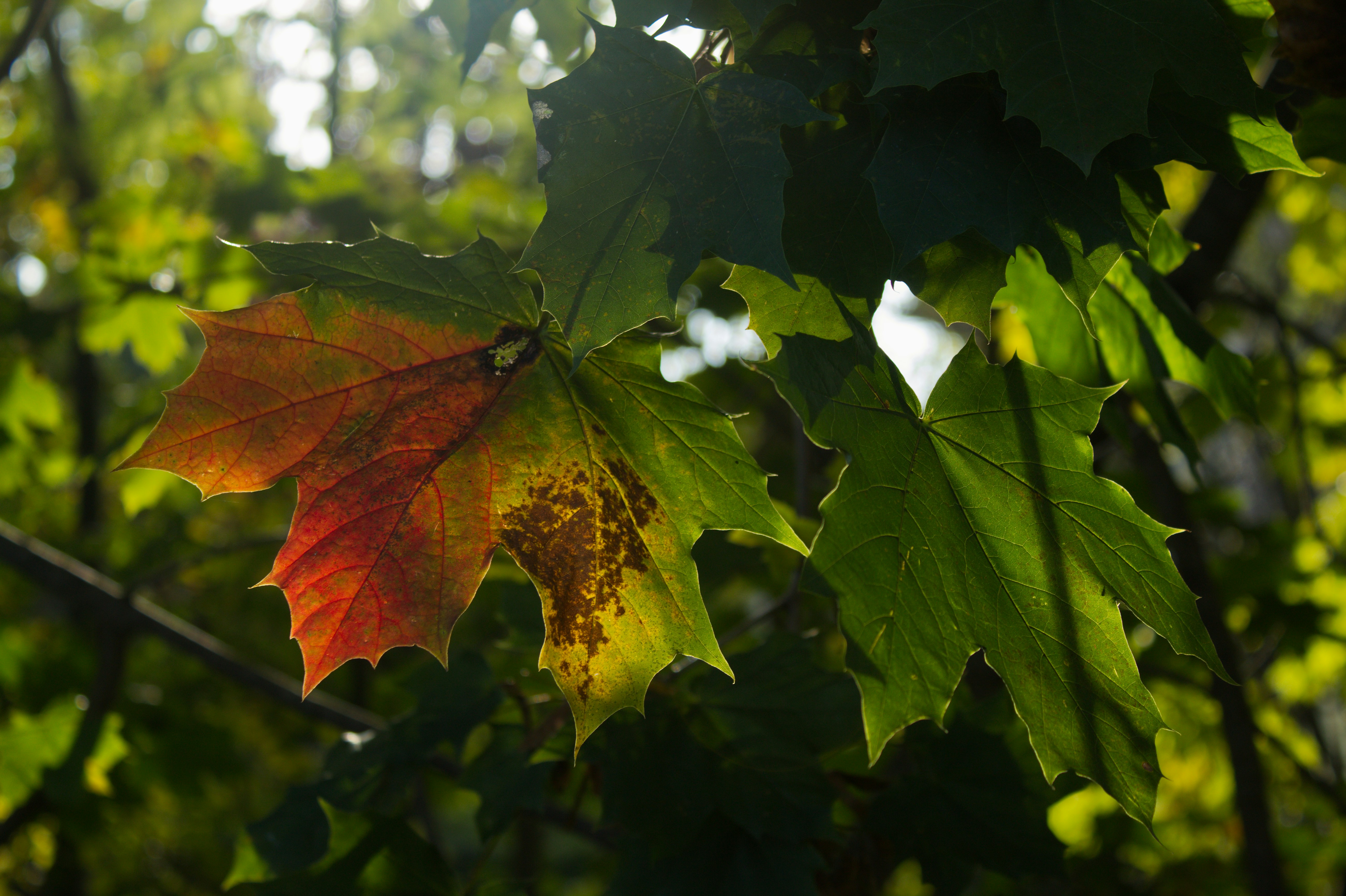 Autumn Leaf in Backlit Focus