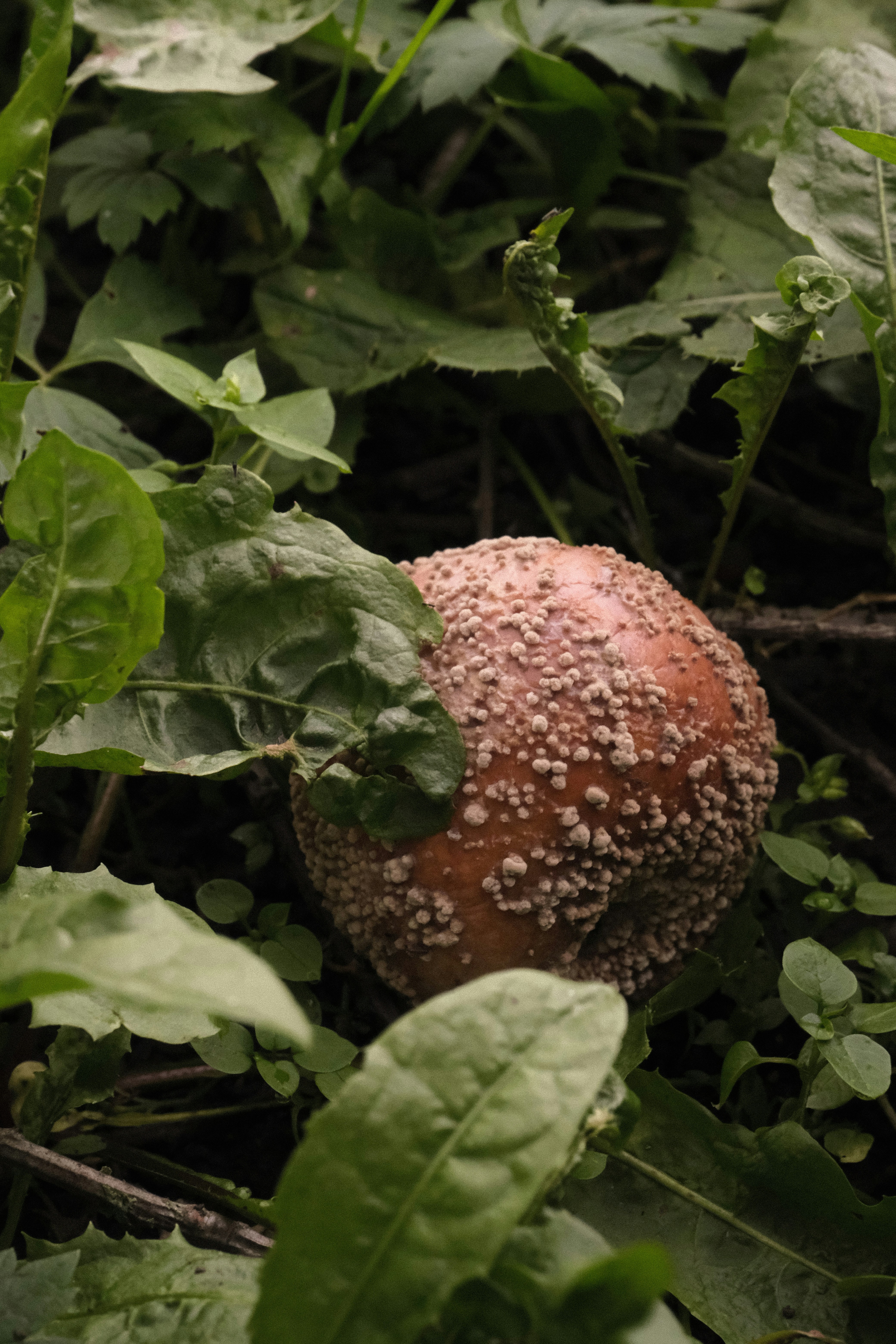 Moss-dusted Amanita Hidden in a Velvet Bed of Leaves