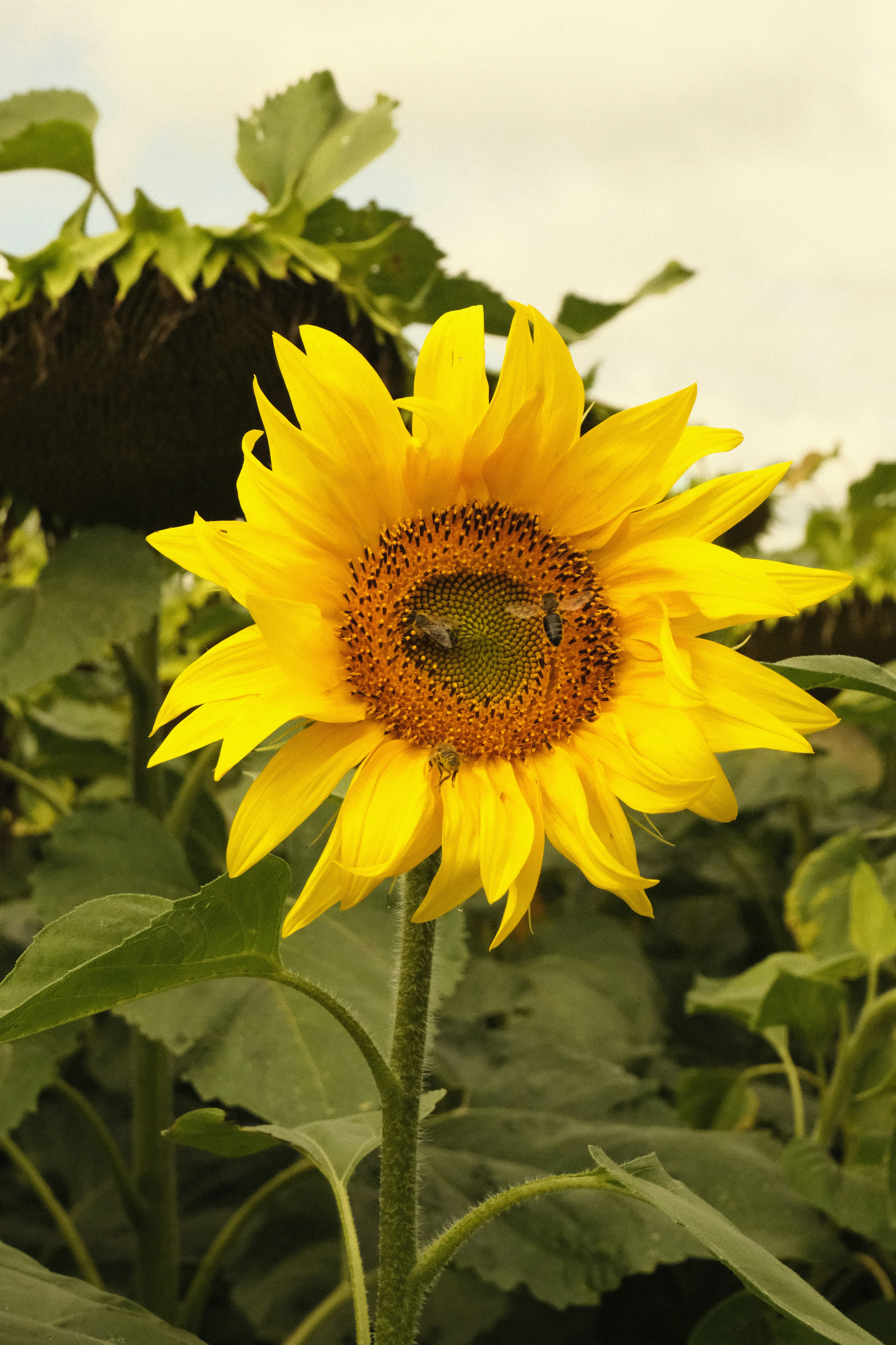 Vibrant sunflower with bees collecting nectar, surrounded by lush greenery in a field.