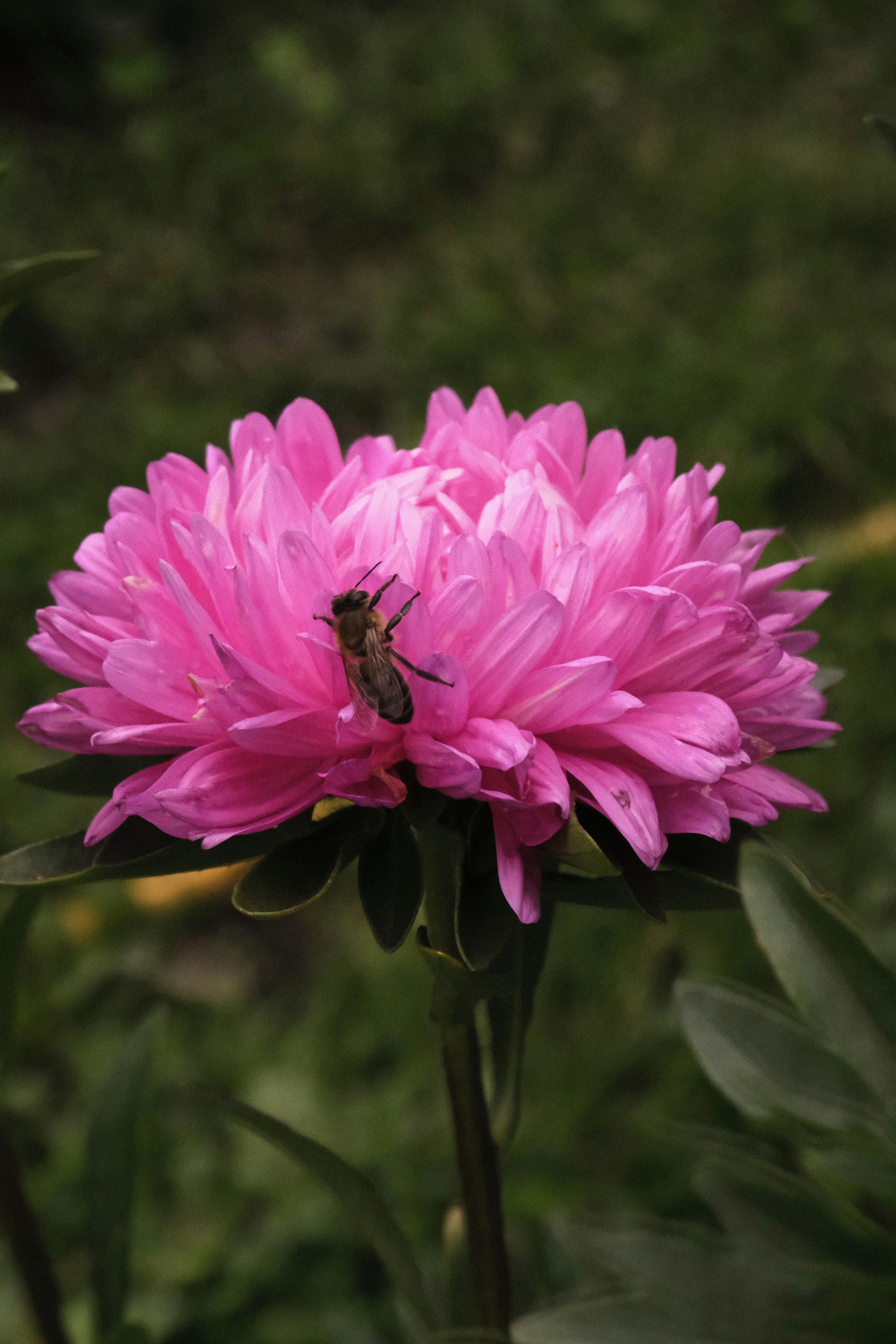 Bee on a Velvet Pink Chrysanthemum: A Micro Moment in Soft Light