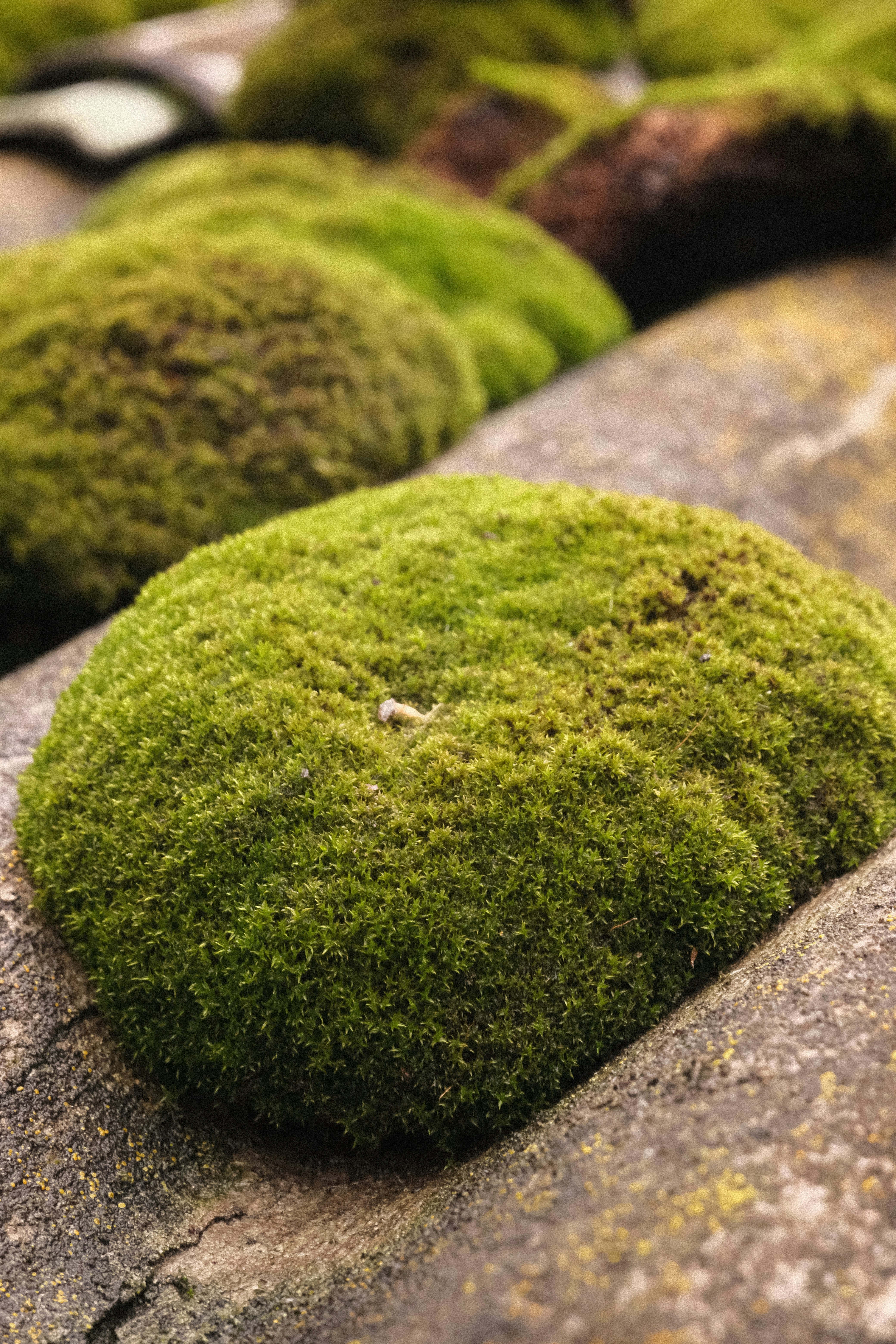 Green moss growing on weathered rocks
