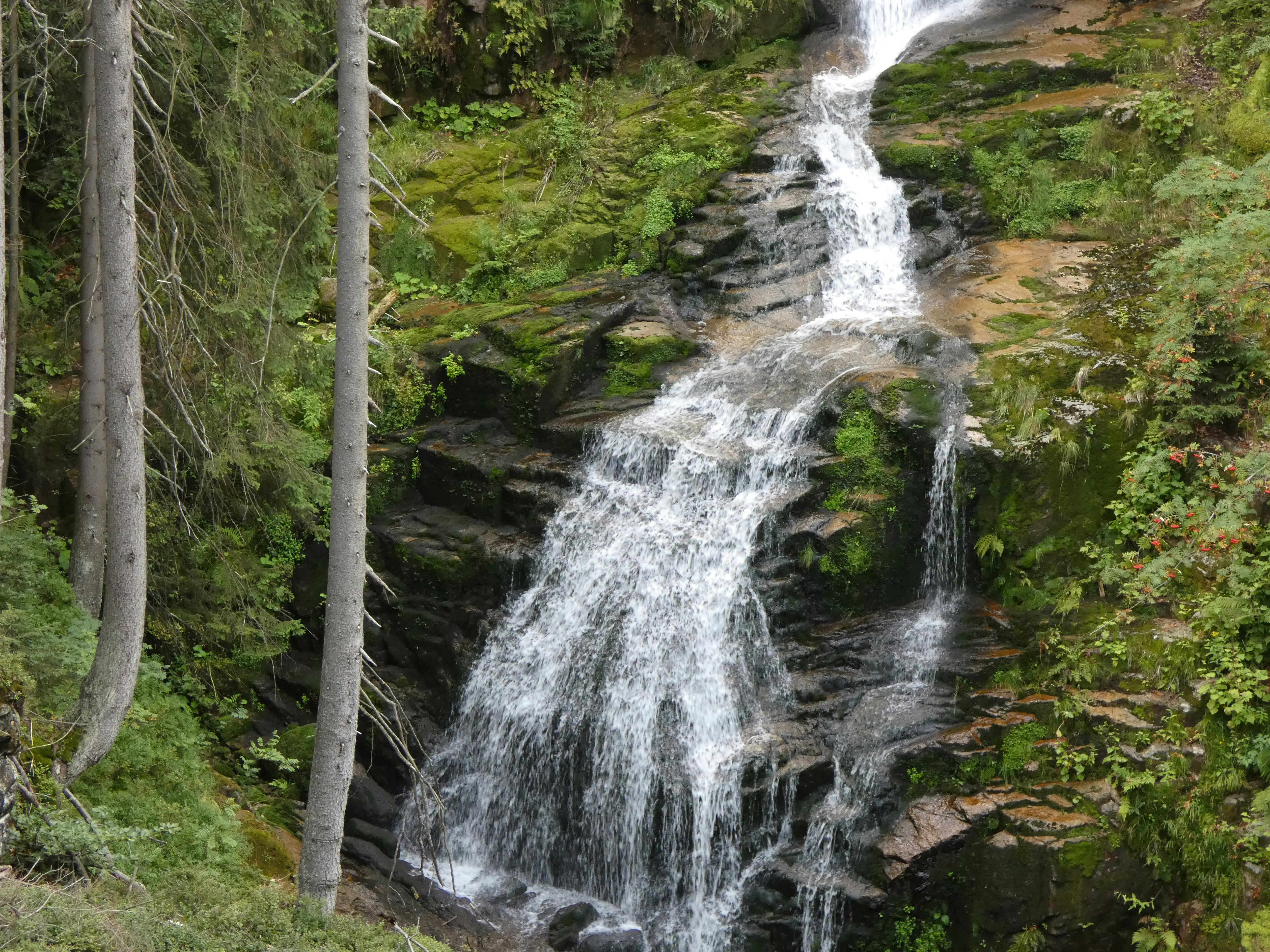 A serene waterfall gracefully flows over moss-covered rocks, surrounded by lush greenery and towering trees. The scene captures the tranquility of nature's embrace.