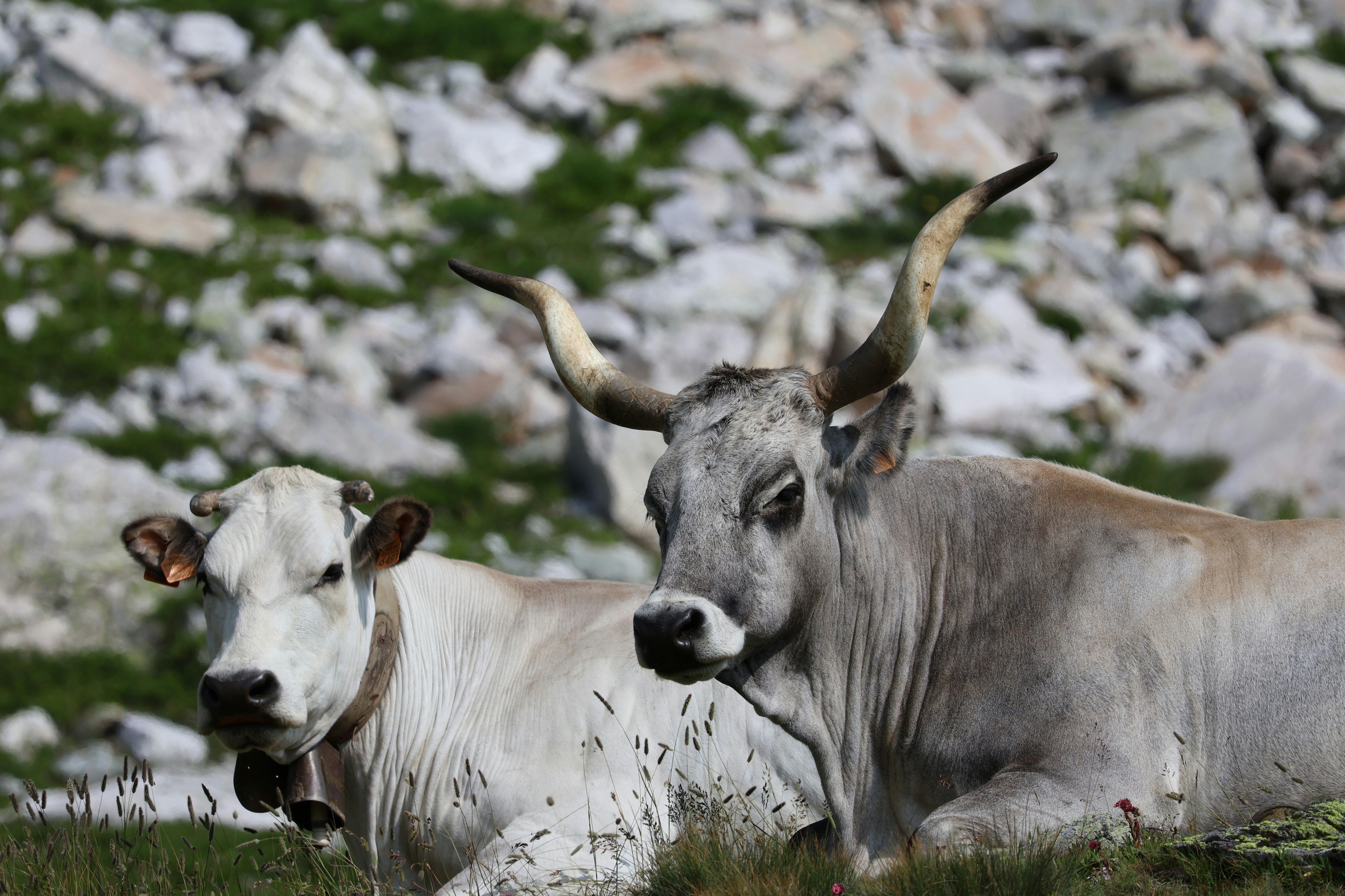 Serene Companions in Alpine Pastures