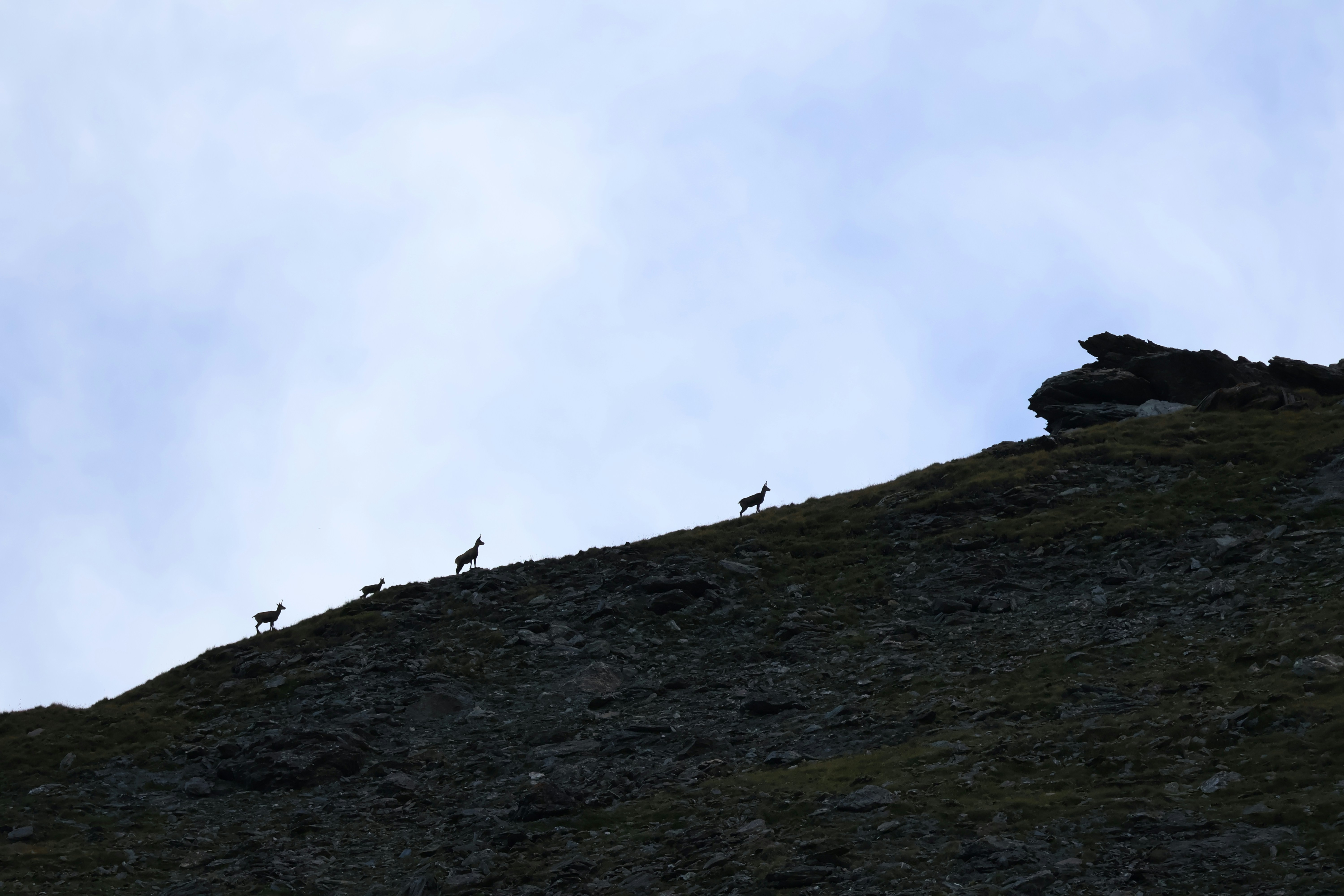 Goats walking on a rocky mountain slope.