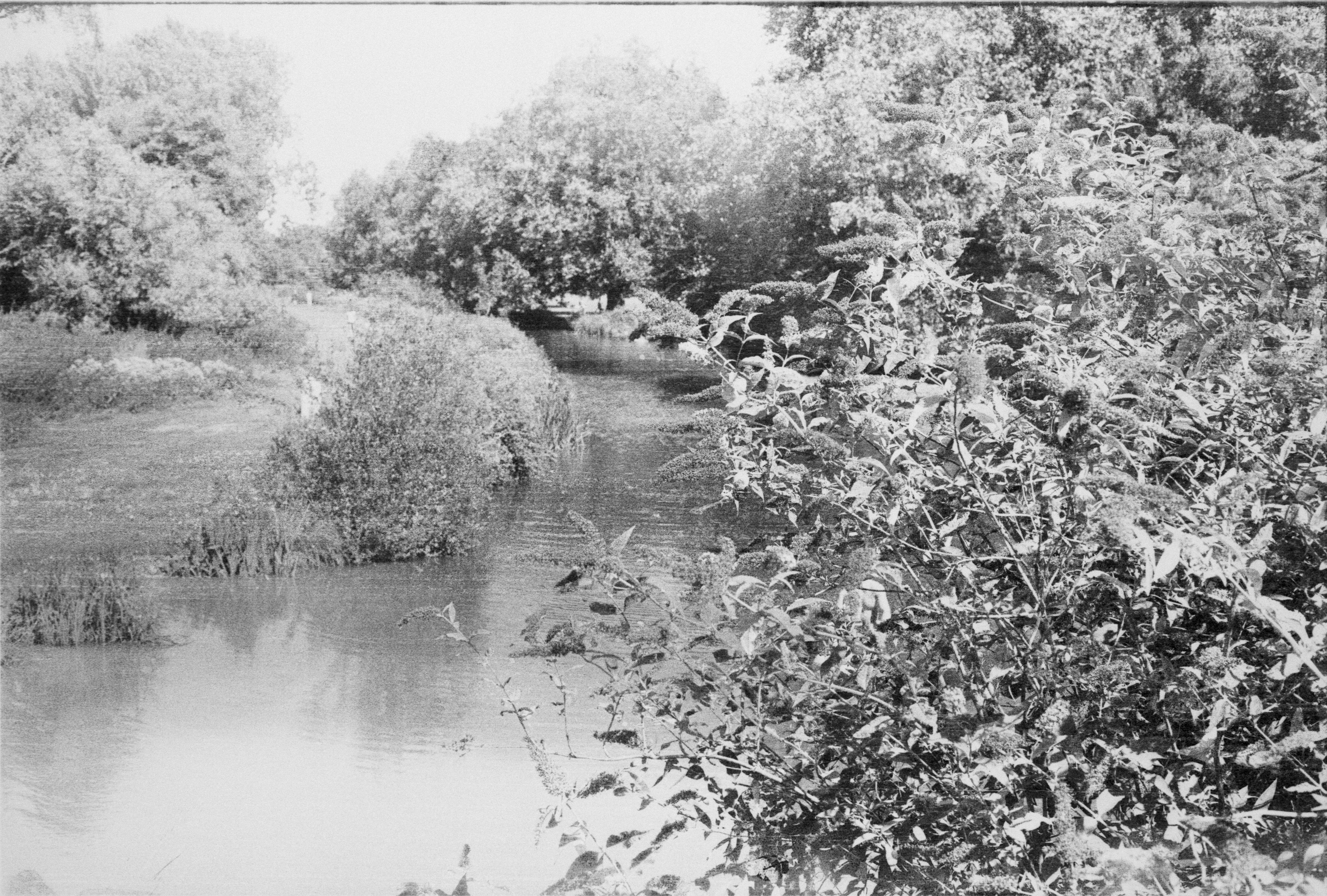 Serene river scene framed by lush vegetation, showcasing the tranquil interplay of water and greenery.