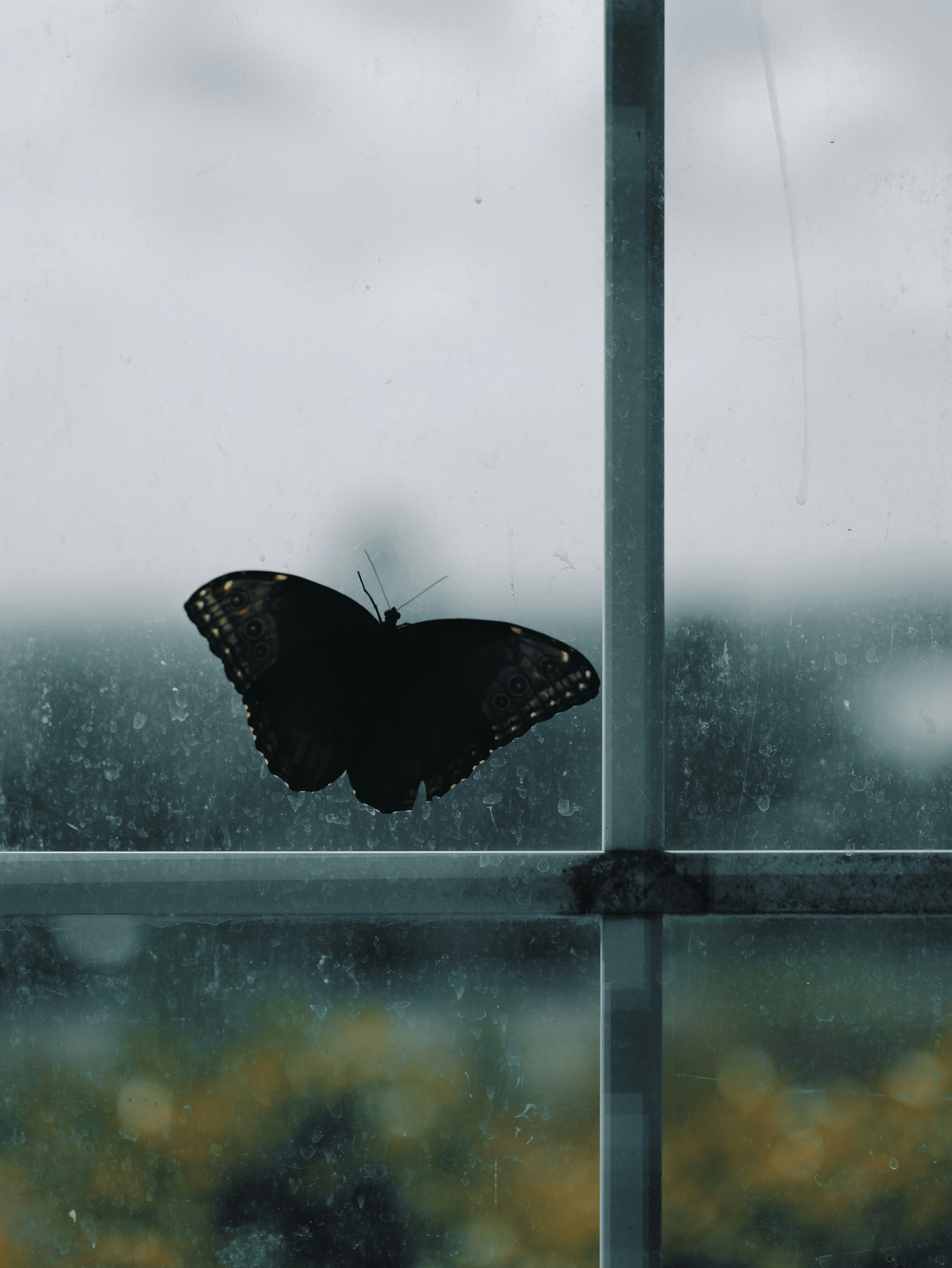 A dark butterfly rests on a window pane.