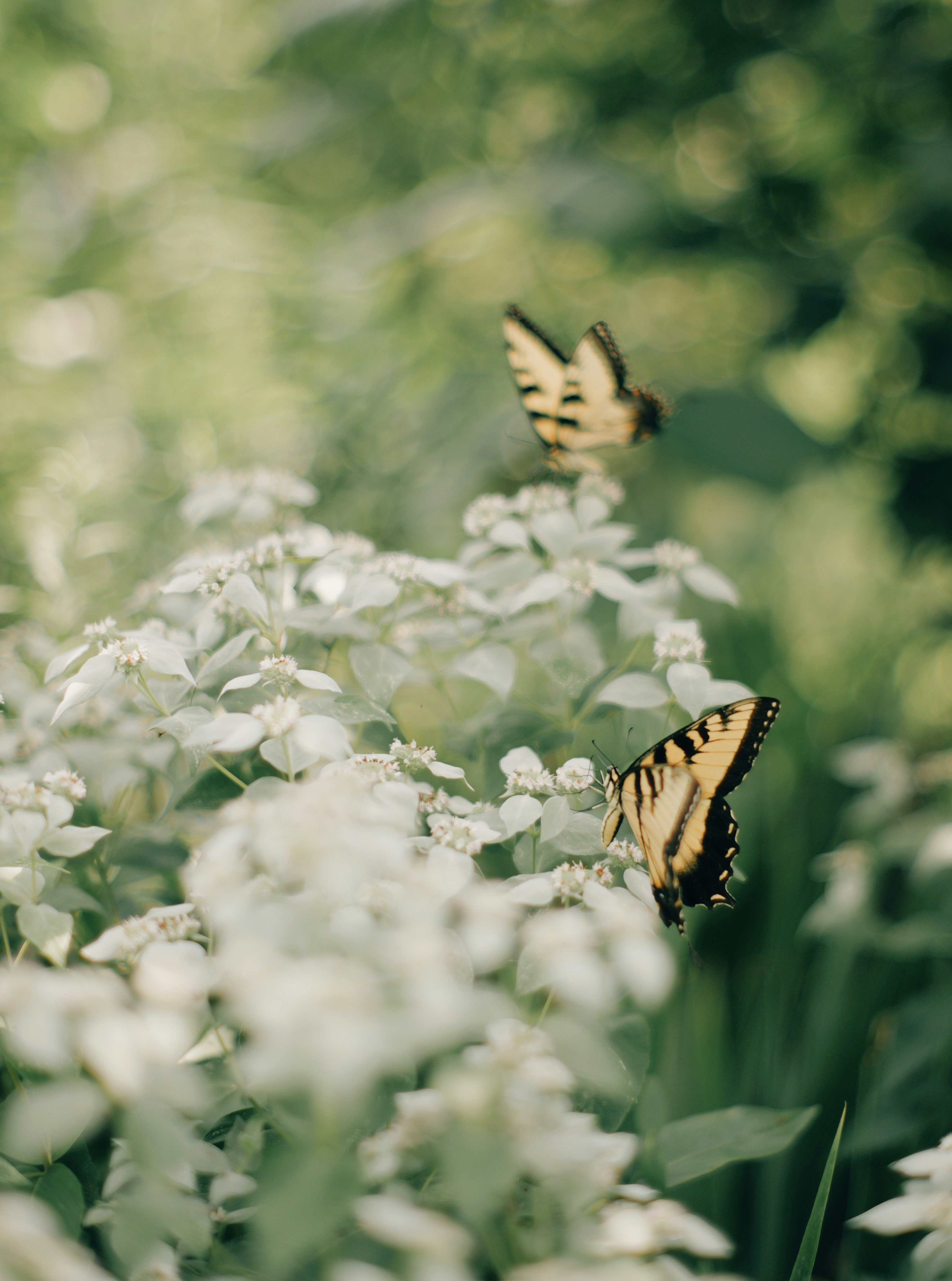 Two yellow butterflies on white flowers
