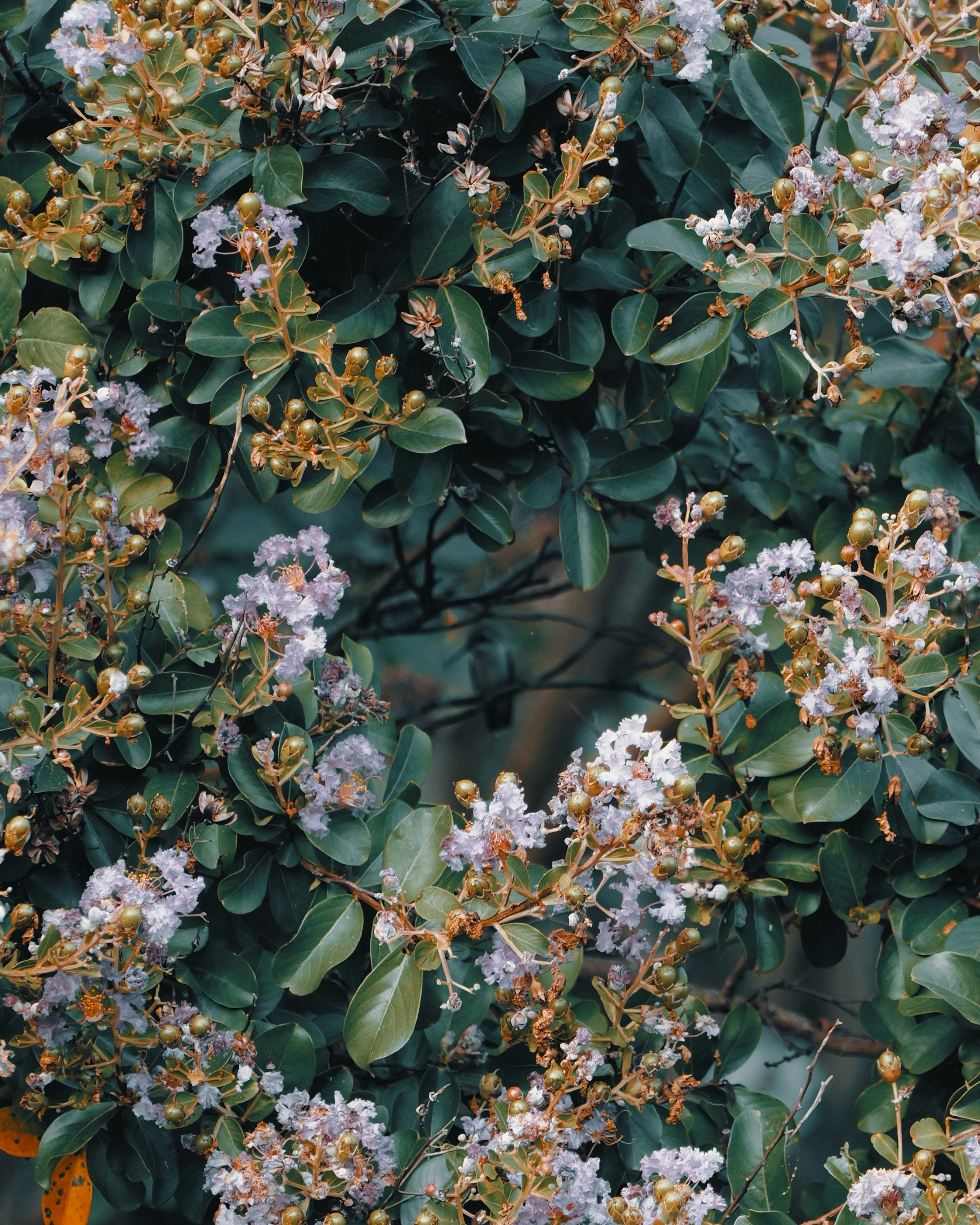 Lush green foliage with clusters of small white flowers.