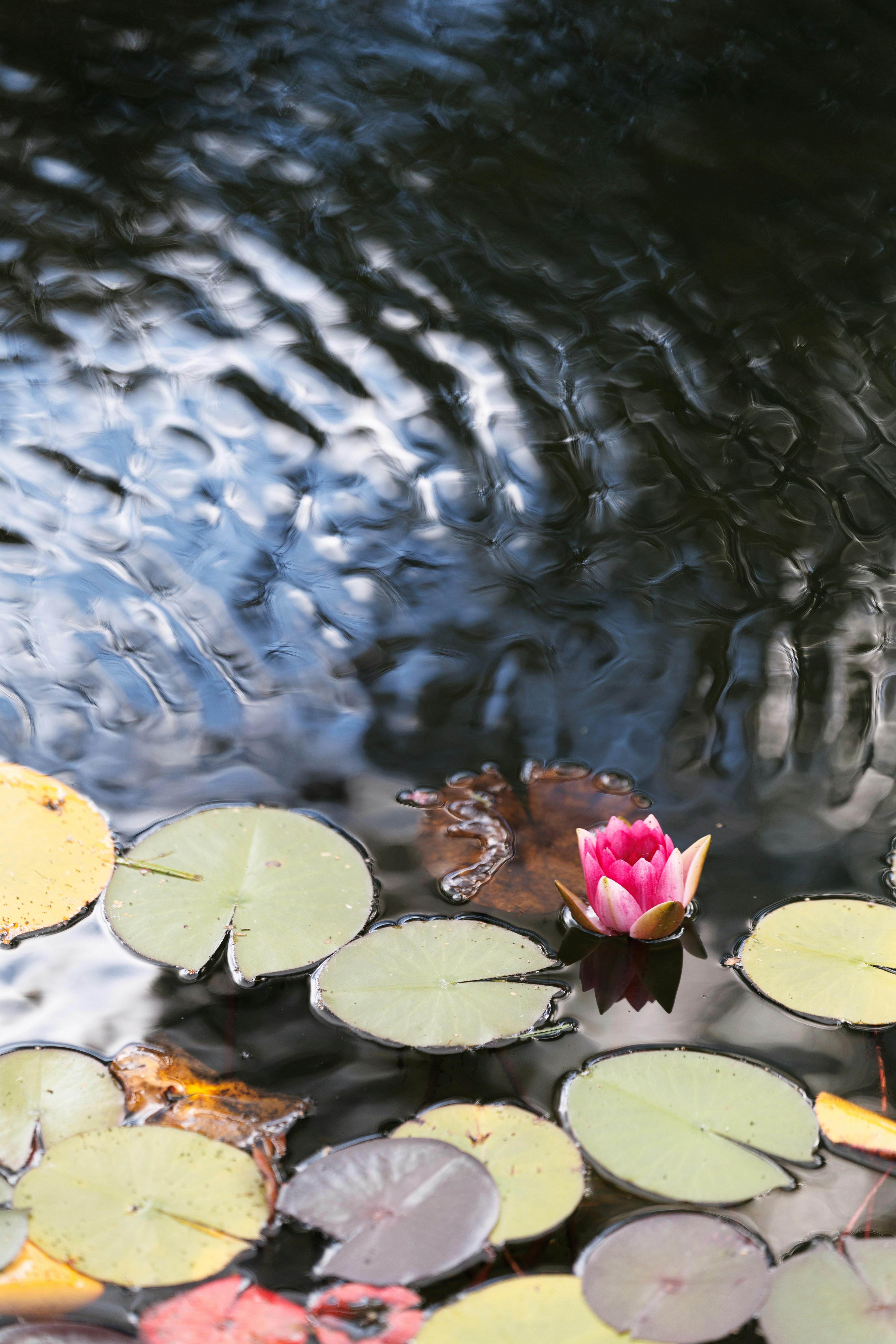Serenity Amidst Reflections