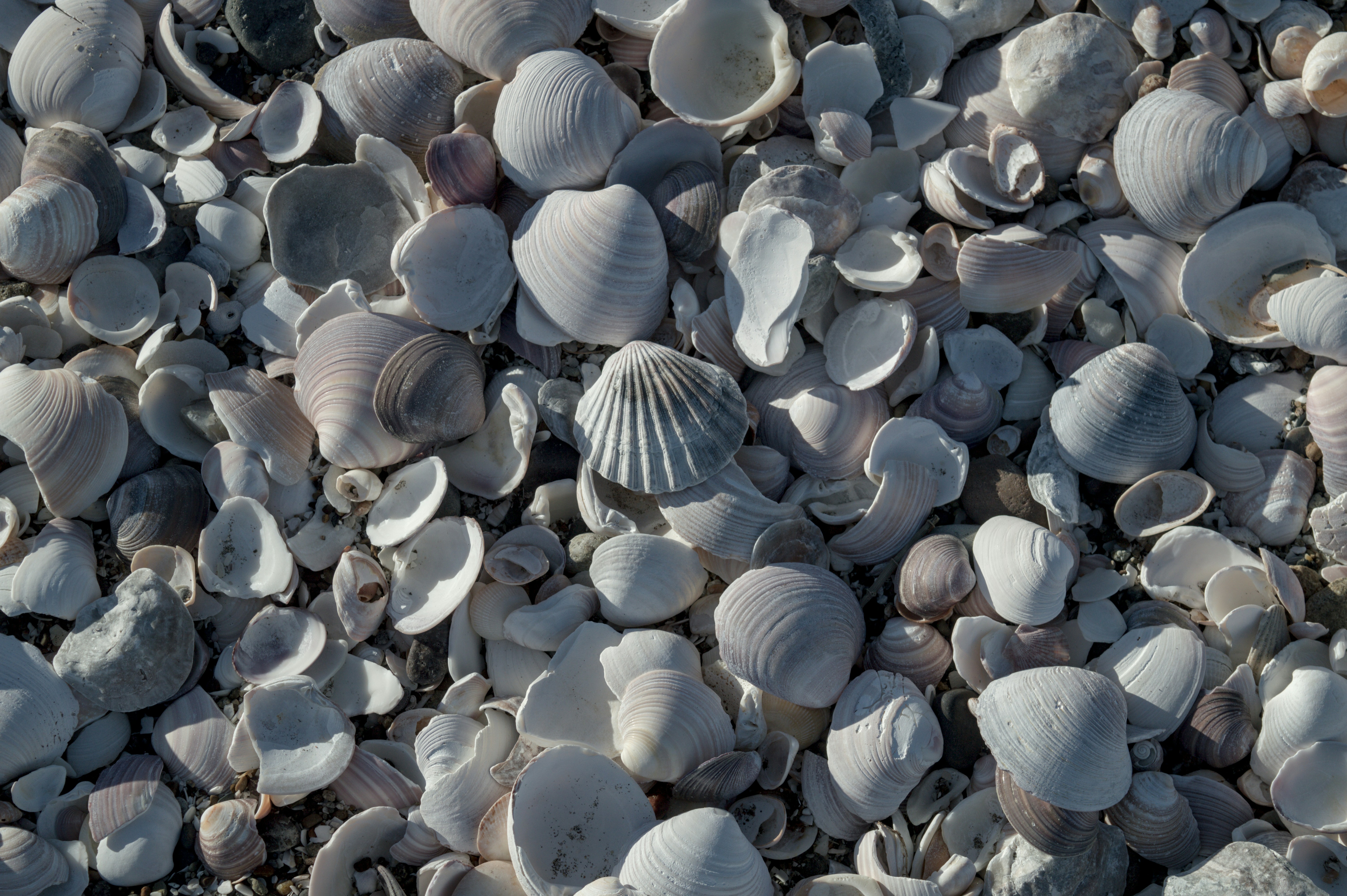 Whispers of the Shoreline: A Shell Collection