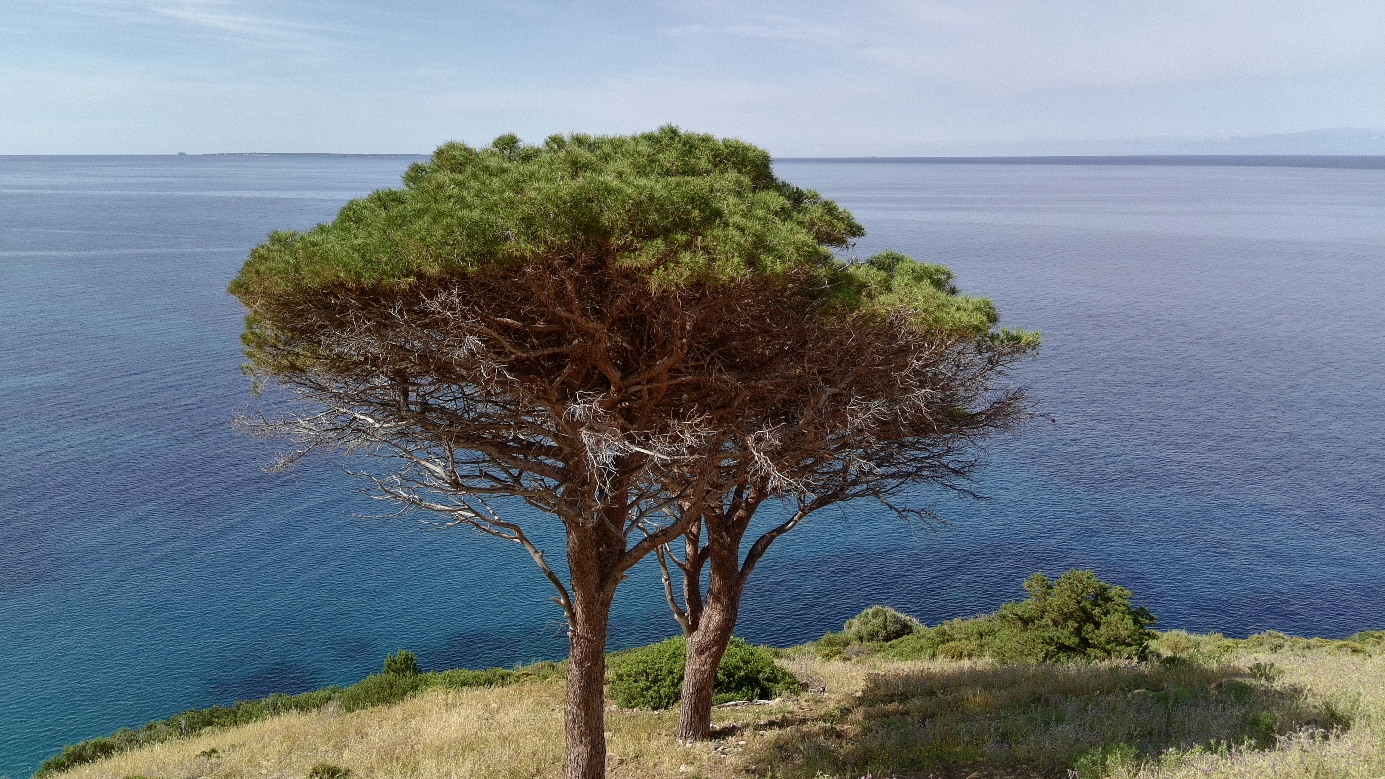 Two majestic trees stand resilient on a coastal cliff, overlooking the tranquil blue expanse of the sea. The scene captures the harmony between nature and the ocean's serenity.