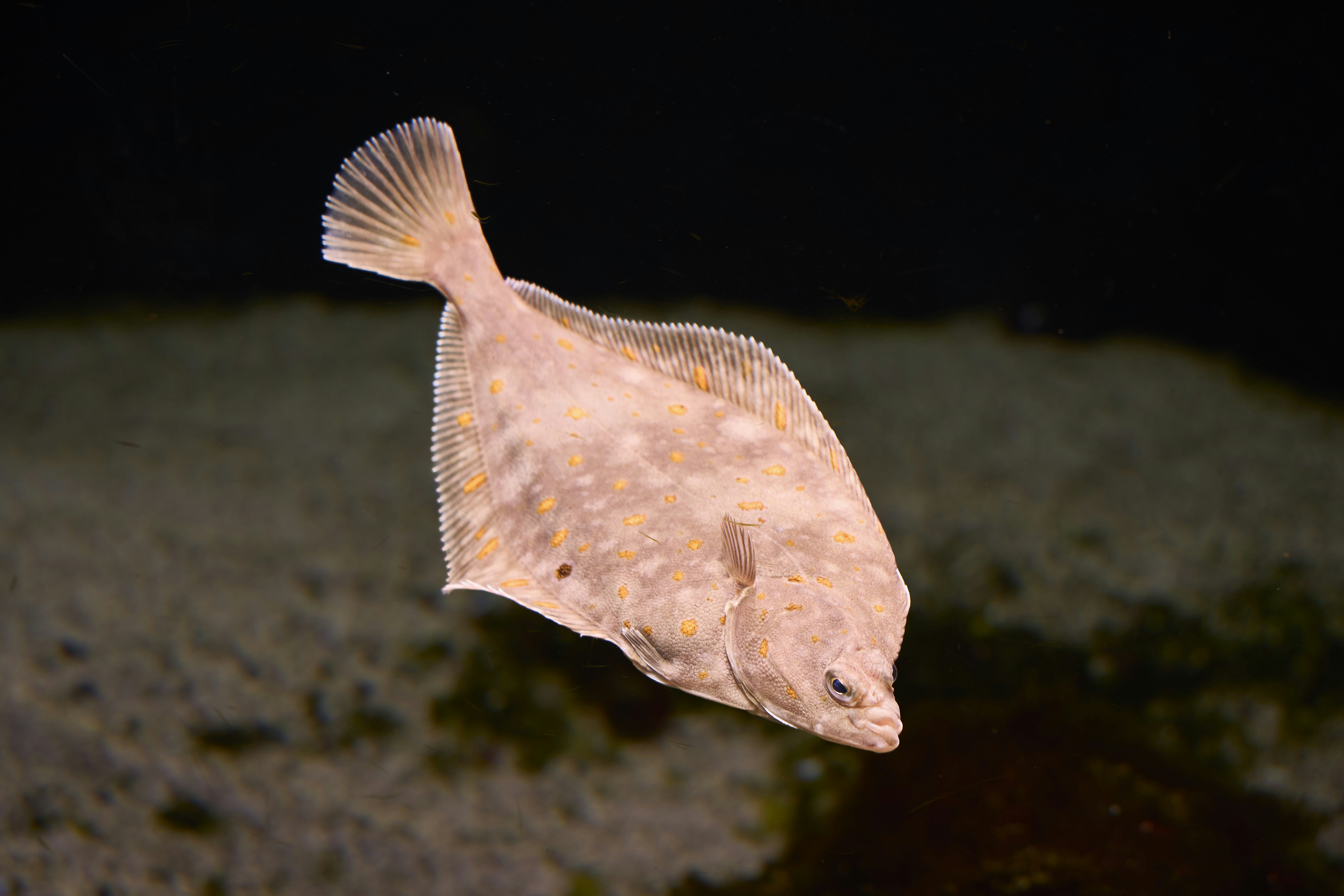 A flatfish swims in dark water with sandy bottom.