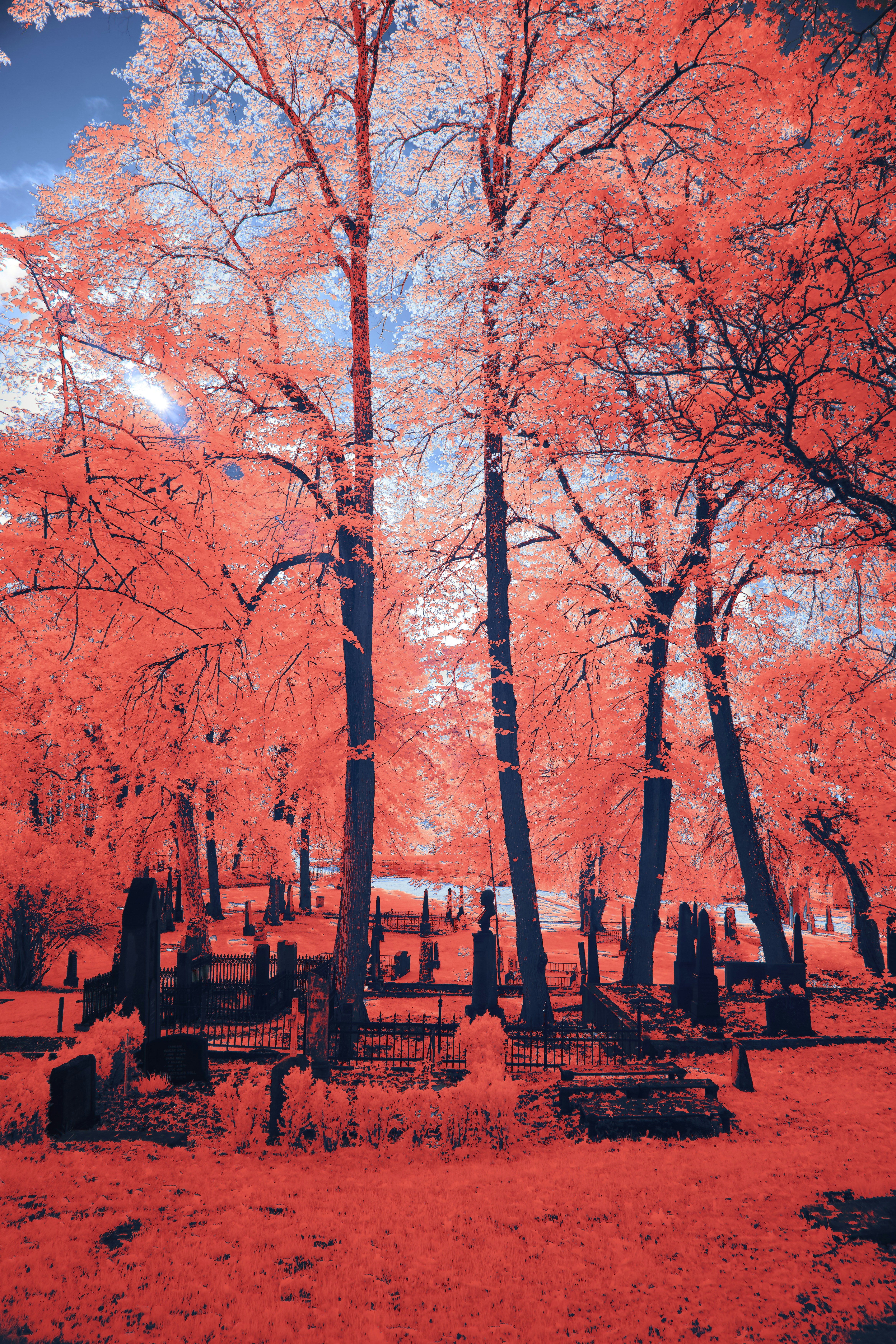 Infrared view of a cemetery with vibrant red foliage