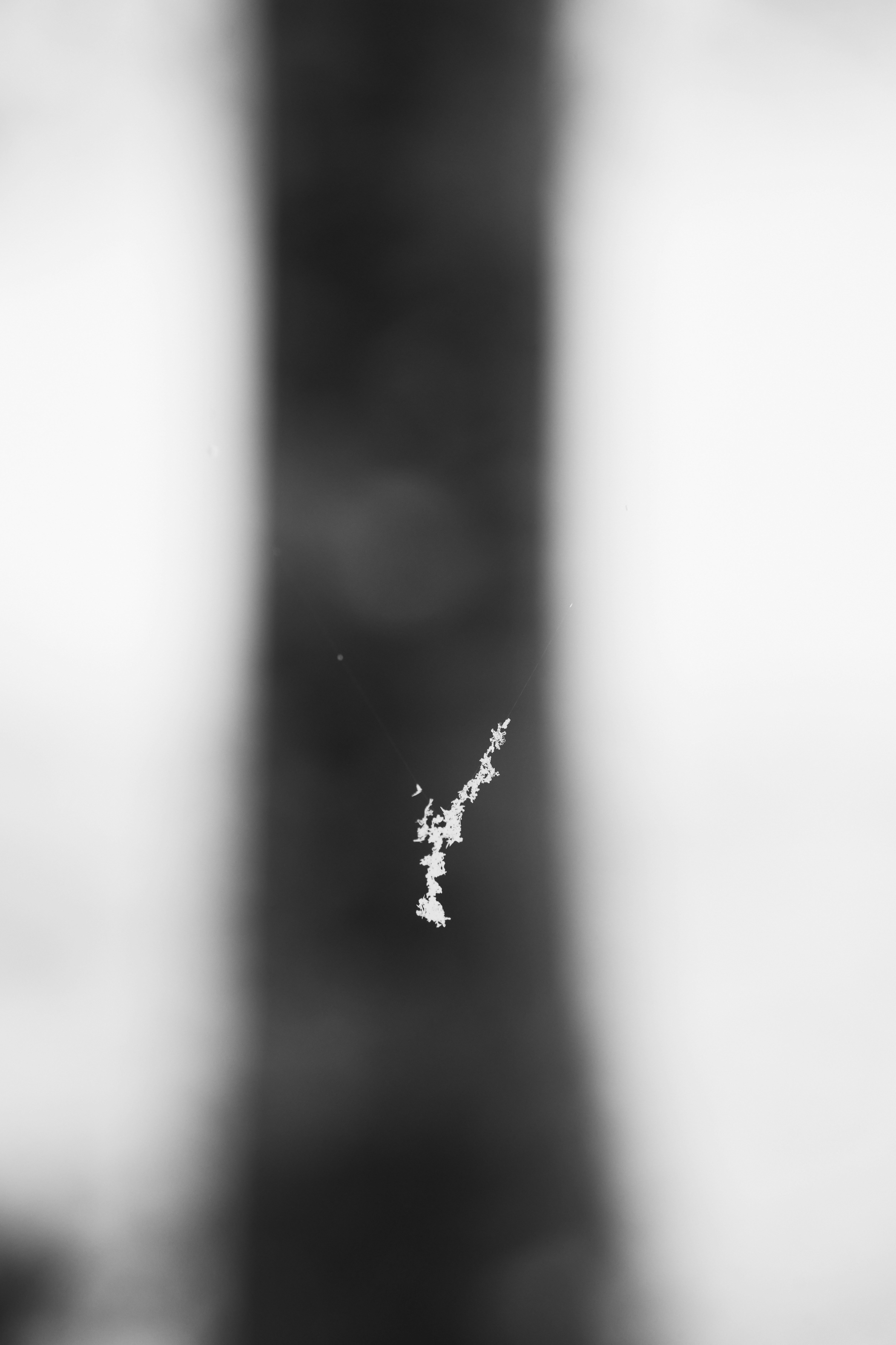 Whispers of Nature: A Fragmented Reflection