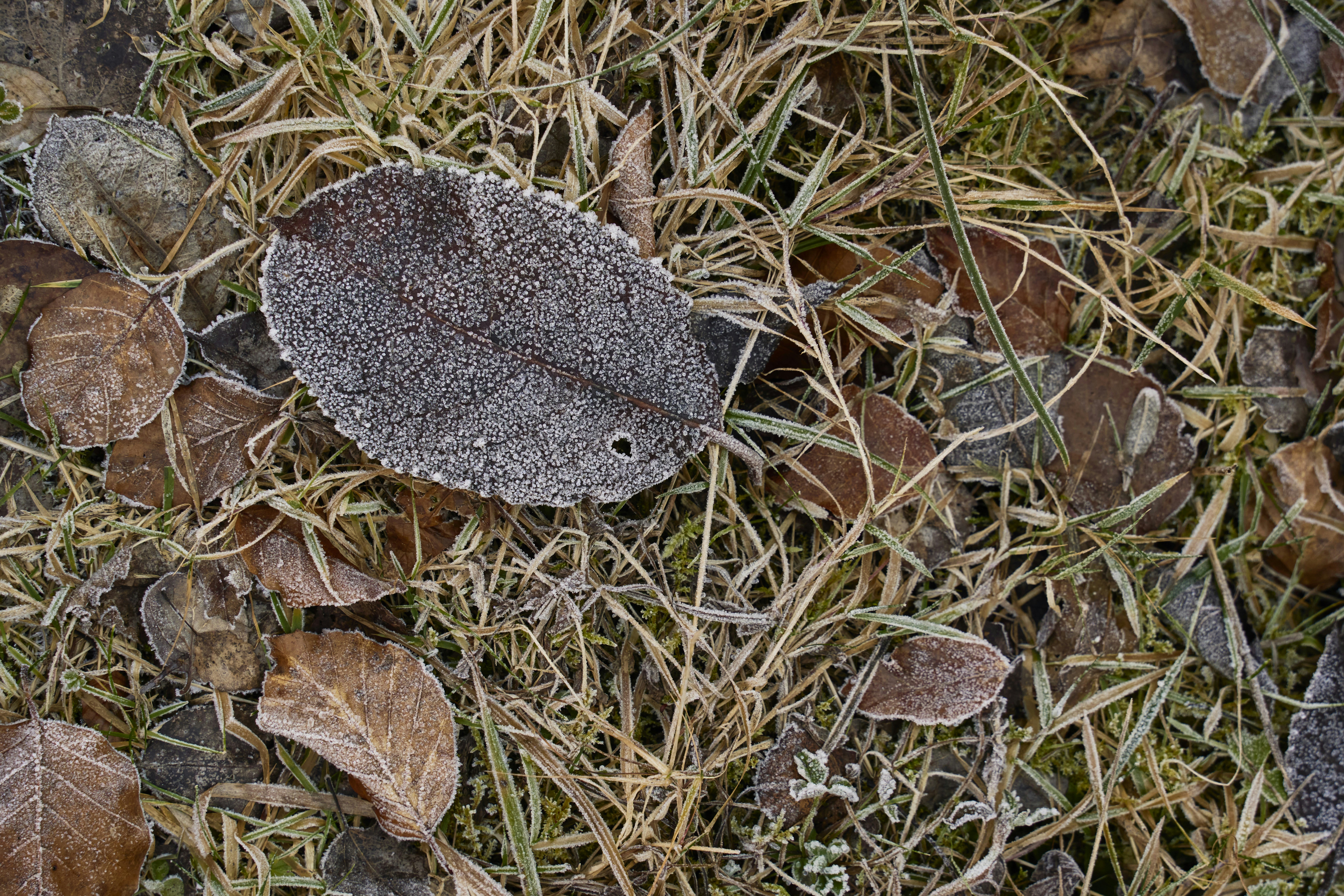 Frosted Elegance: Nature's Winter Palette