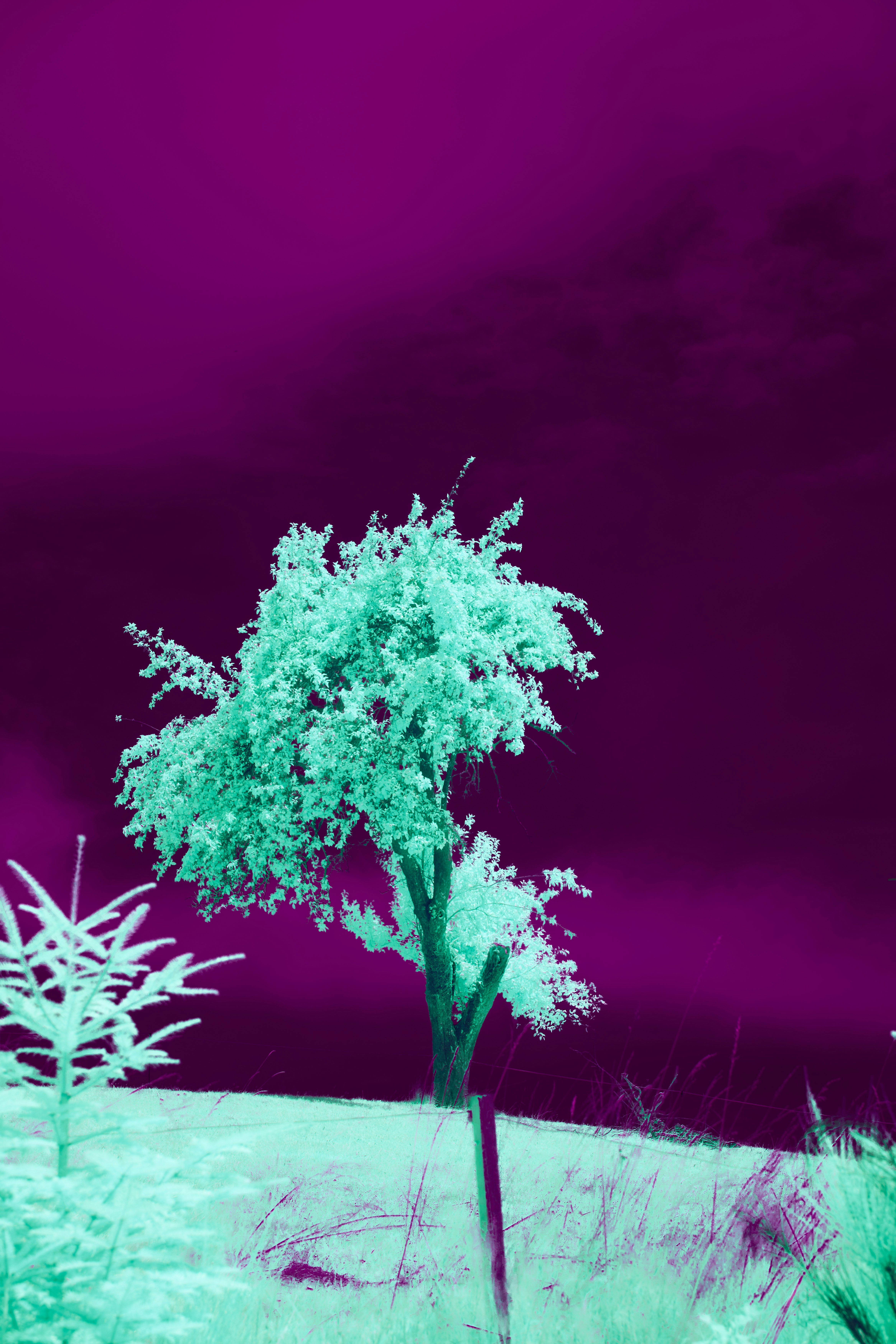 Surreal Serenity: A Lone Tree in a Dreamscape