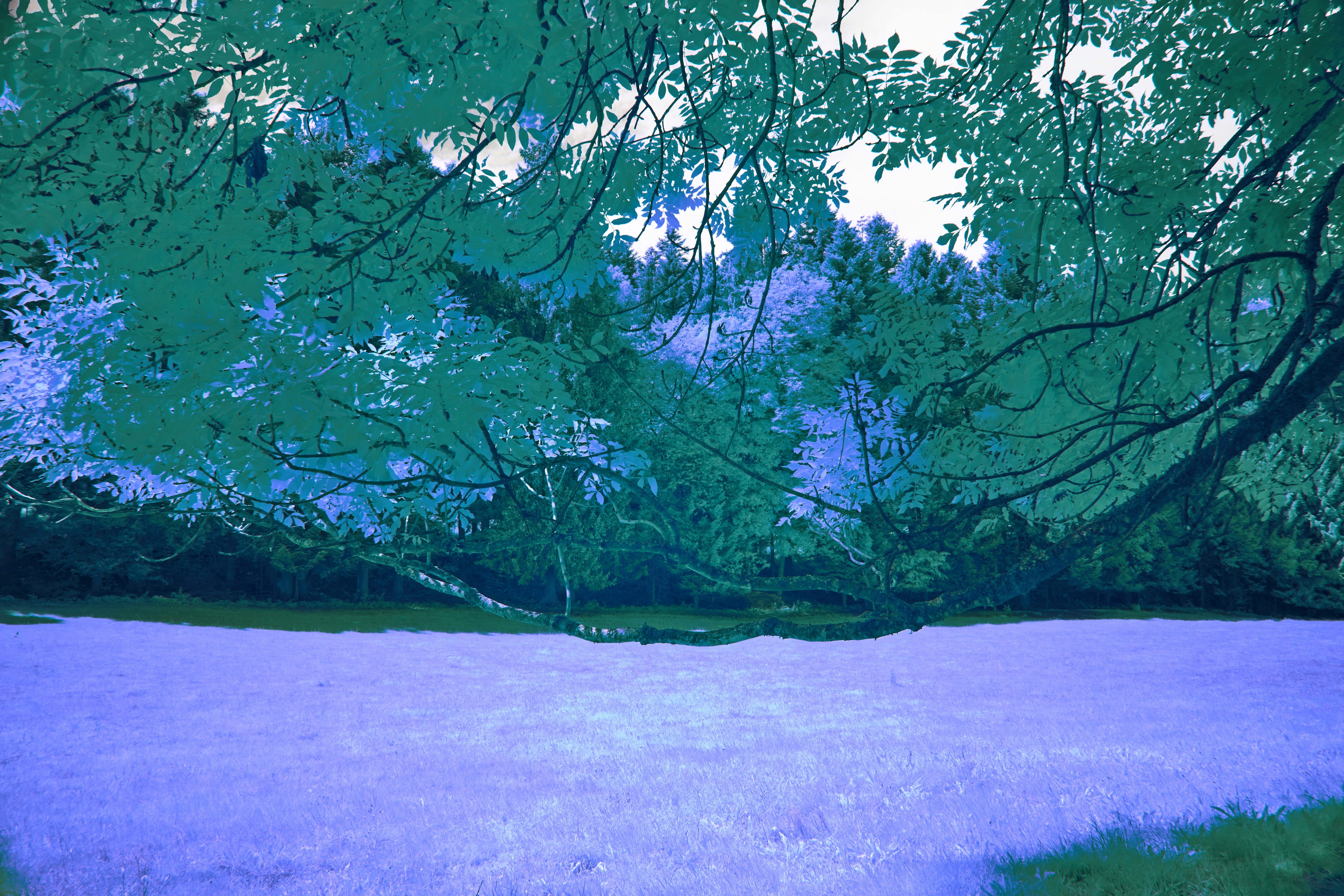 Whispers of the Lavender Meadow