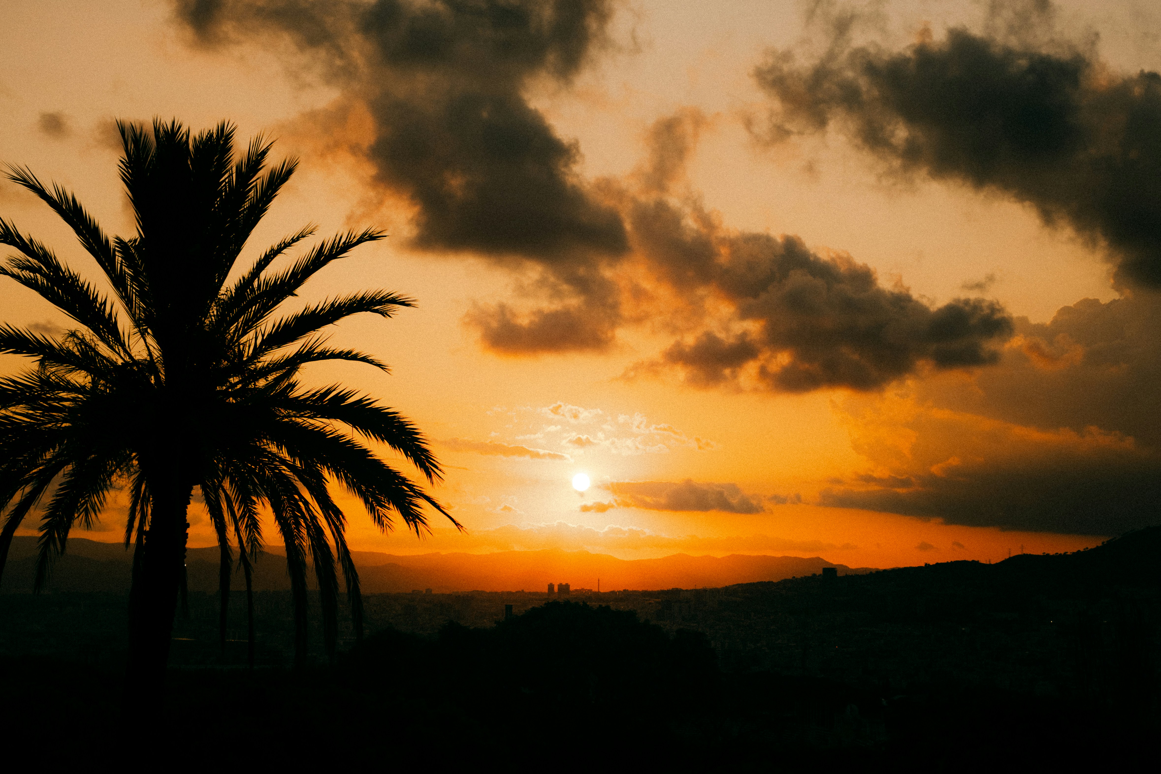 Silhouetted Serenity: A Sunset Embraced by Palms