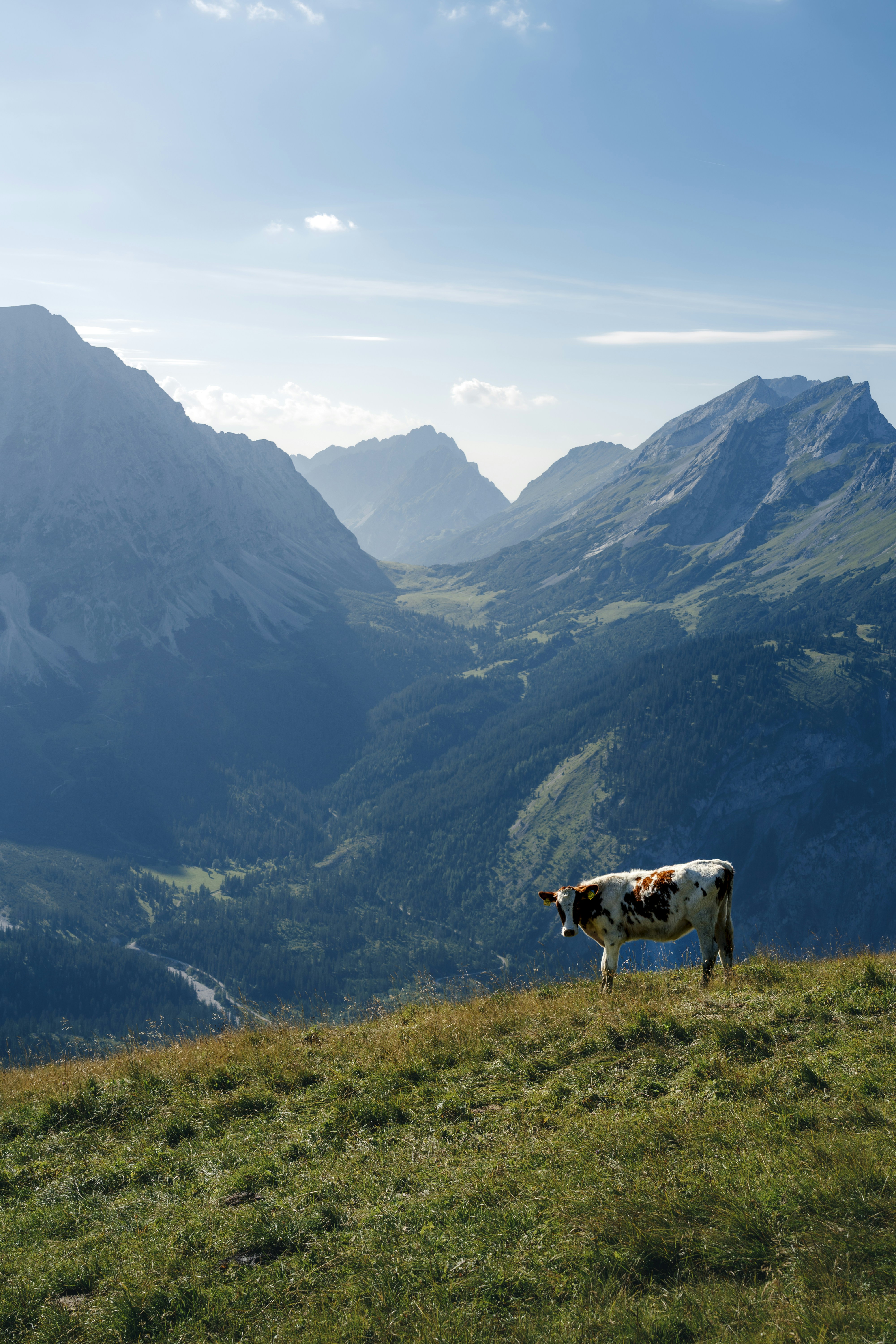 A solitary cow grazes on lush grass, framed by majestic mountains under a clear blue sky.