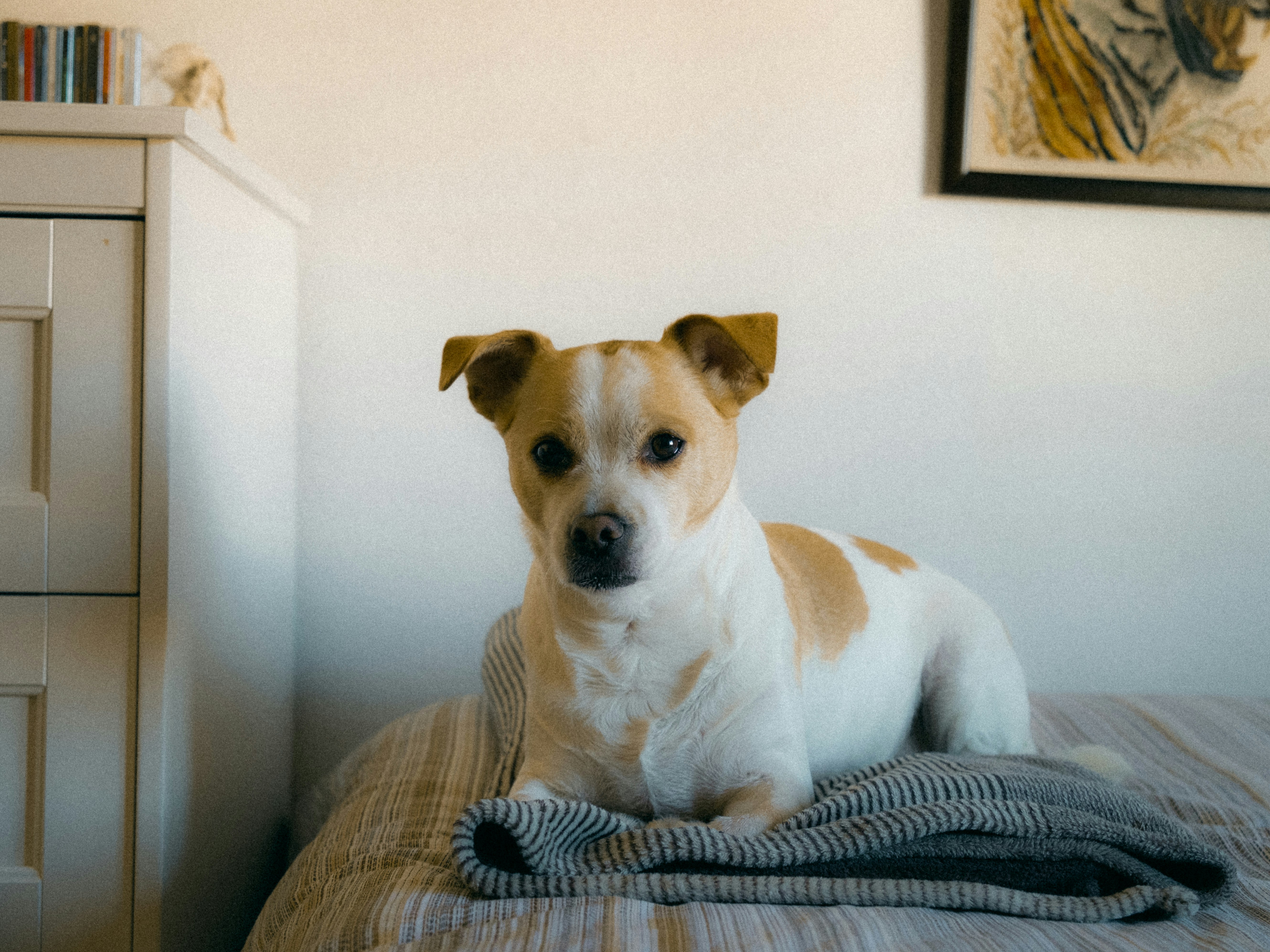A Serene Companion in a Cozy Space