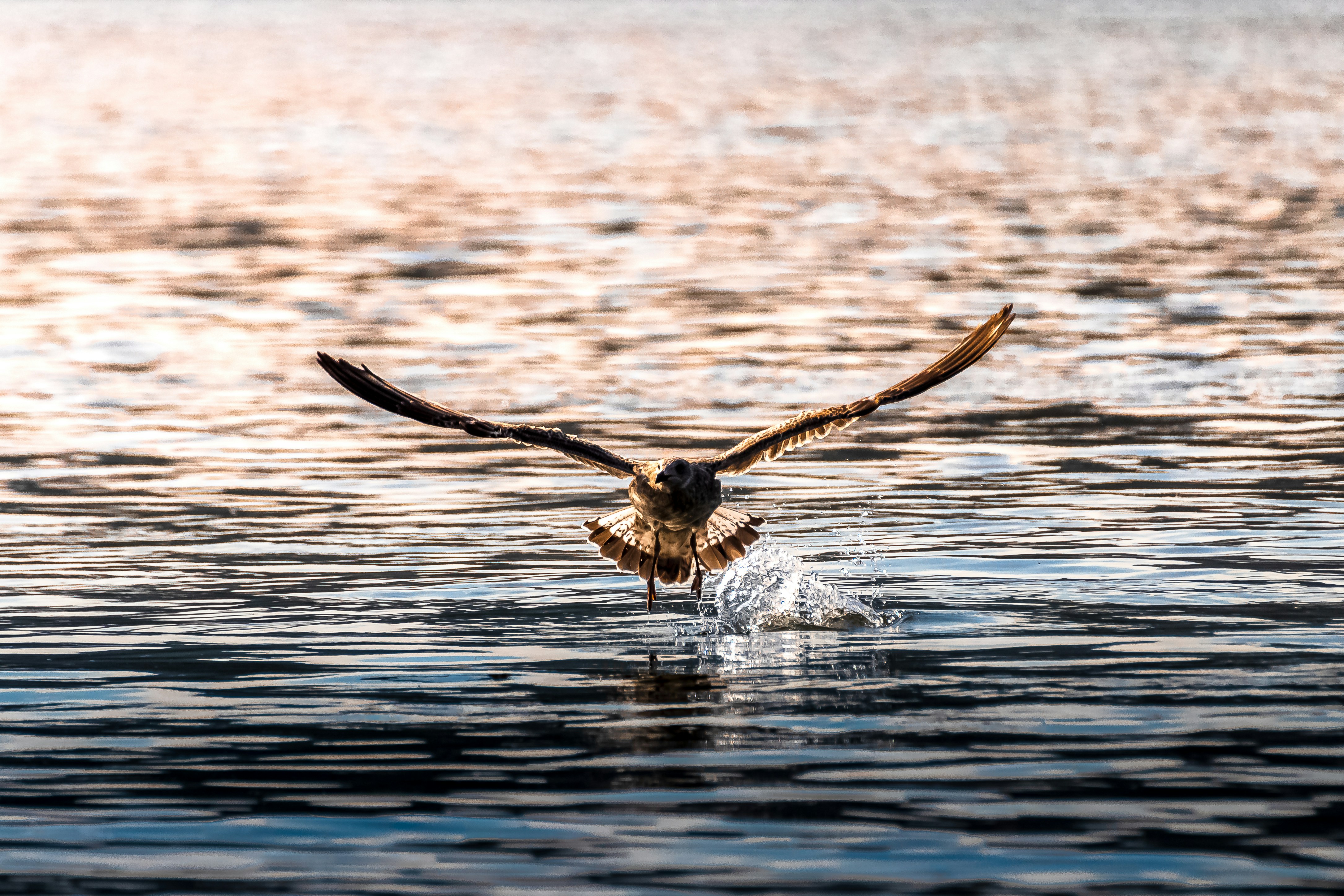 Seagull taking flight from rippling water surface