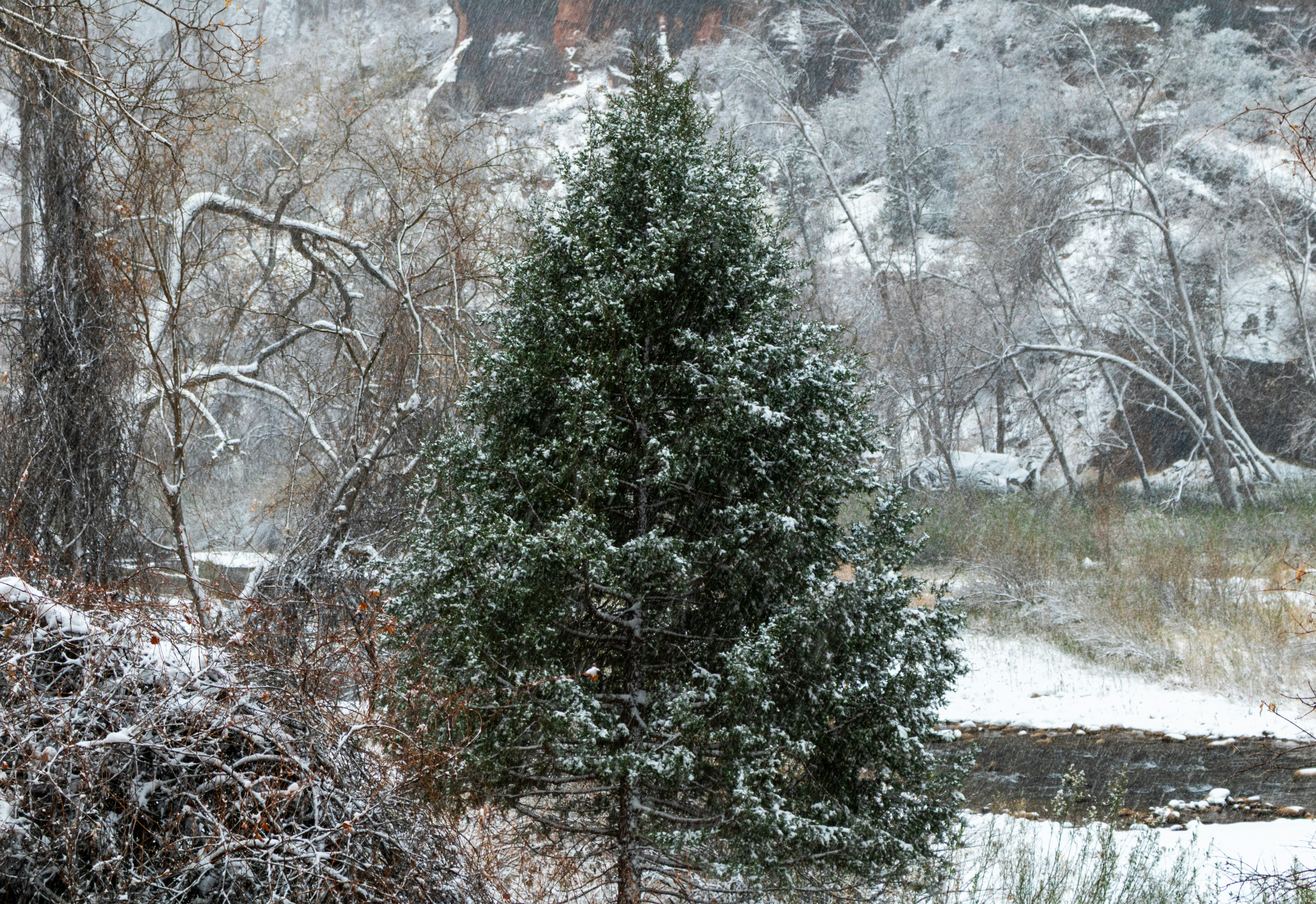 This winter scene from Zion National Park captures a lone evergreen tree standing resilient as snow falls heavily around it. Set against the park’s iconic red sandstone cliffs, the dark green foliage contrasts with the frosty white landscape, creating a striking composition. | Evergreen tree covered in snow during winter