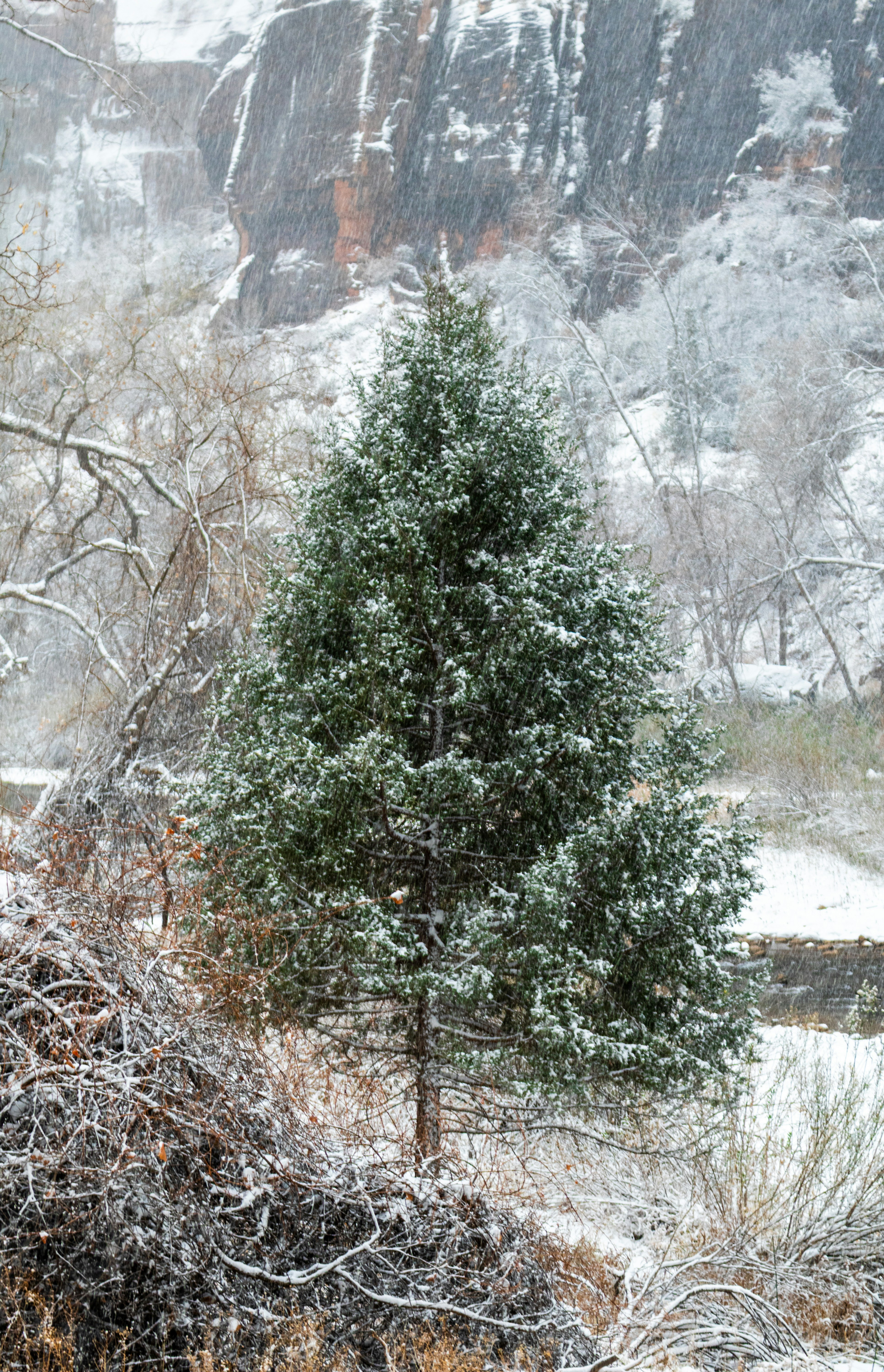 A lone pine tree stands amidst a snowy landscape, surrounded by bare branches and a gently flowing river. Snowflakes fall softly, creating a serene winter scene.
