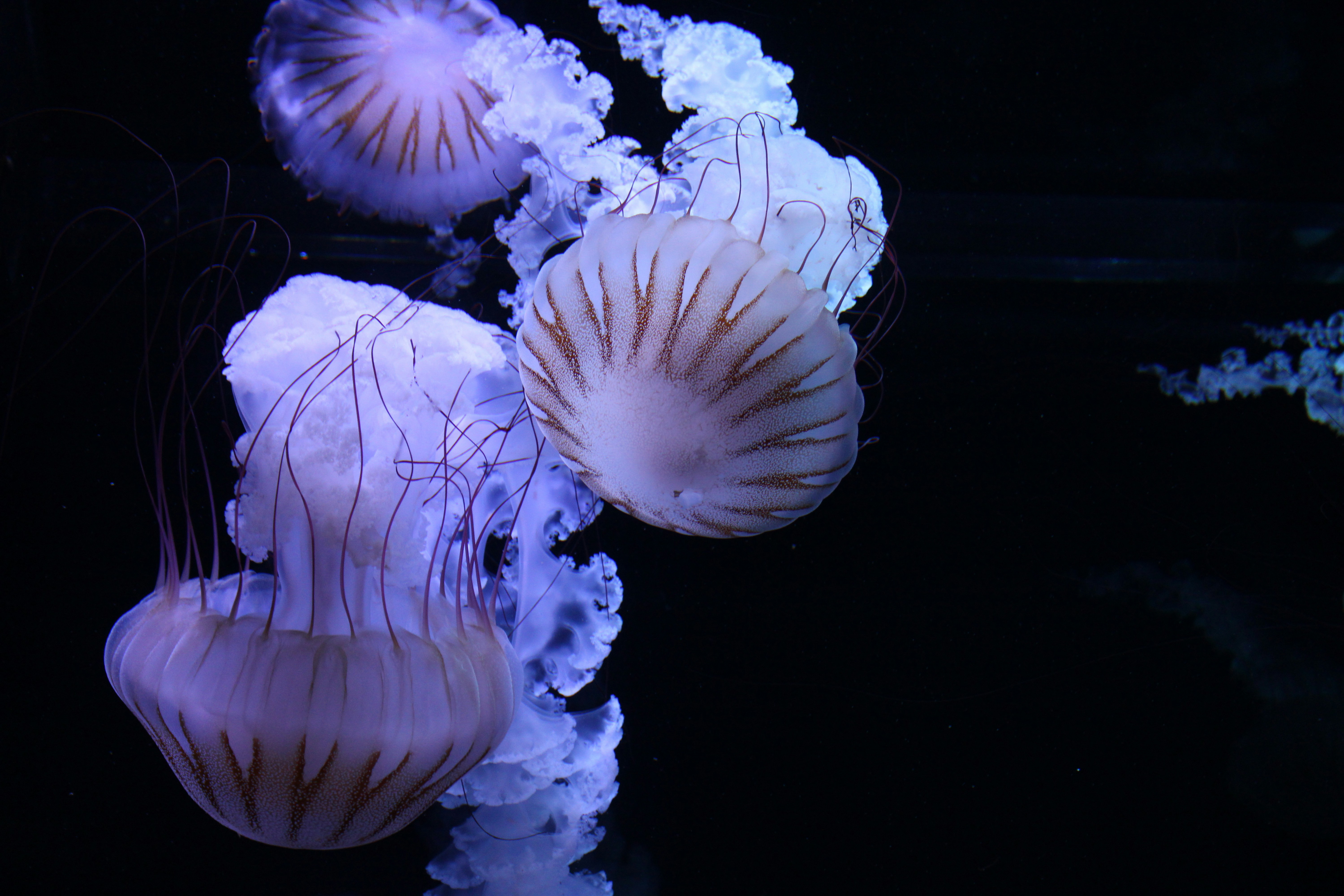 Three jellyfish float gracefully in dark water.