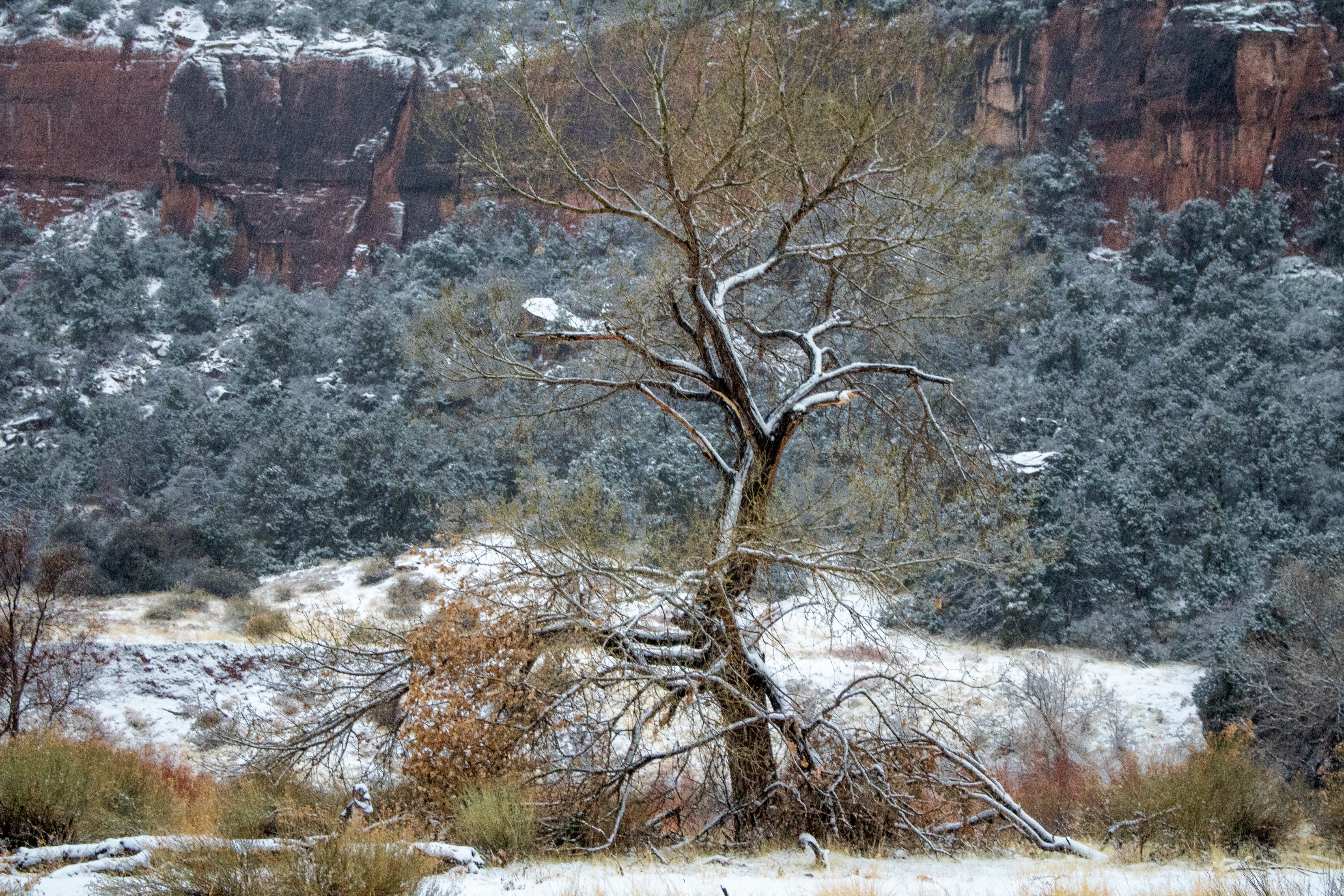 Whispers of Winter: The Resilient Tree