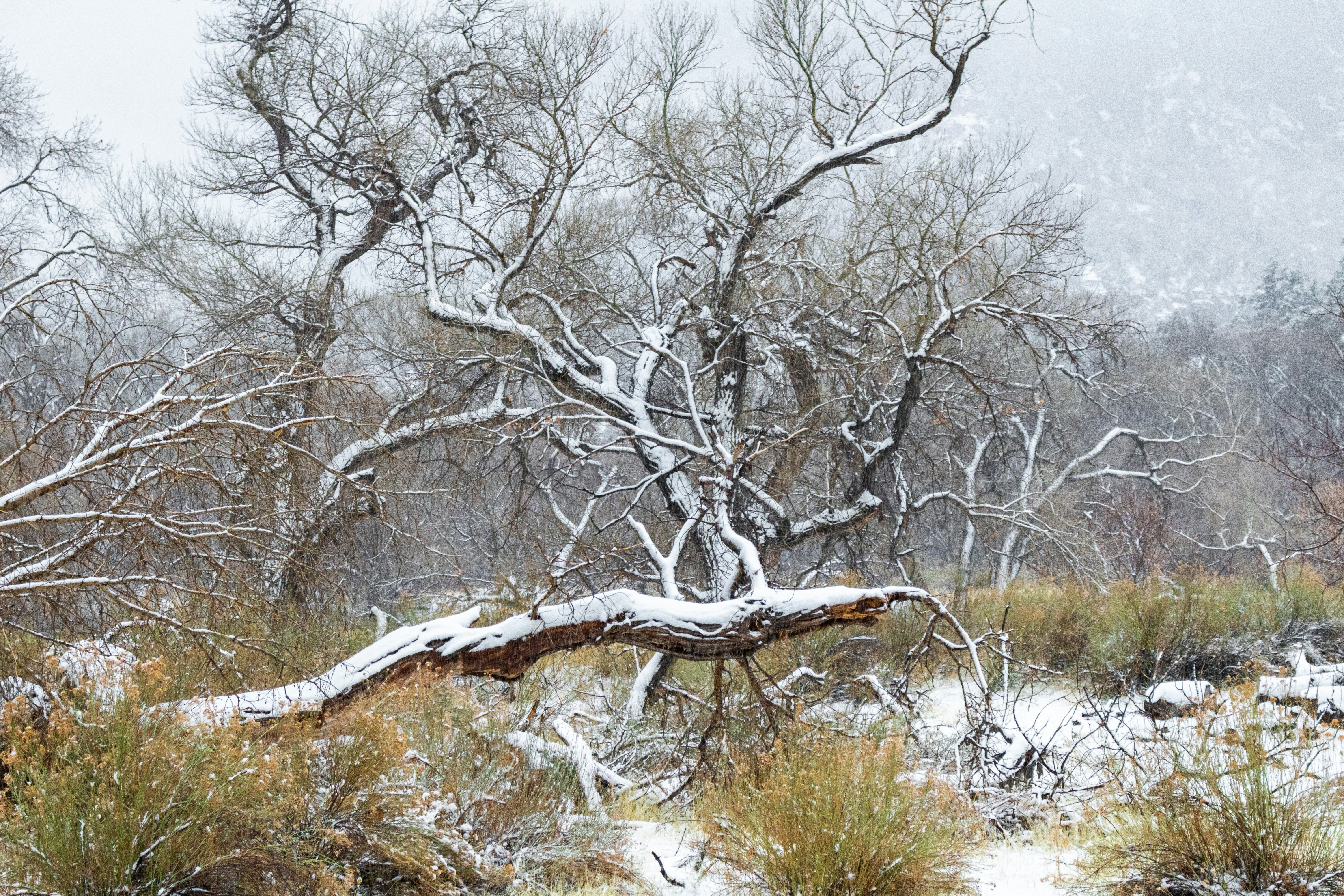 Snow-Wreathed Branch Arches Across a Quiet Winter Scrub