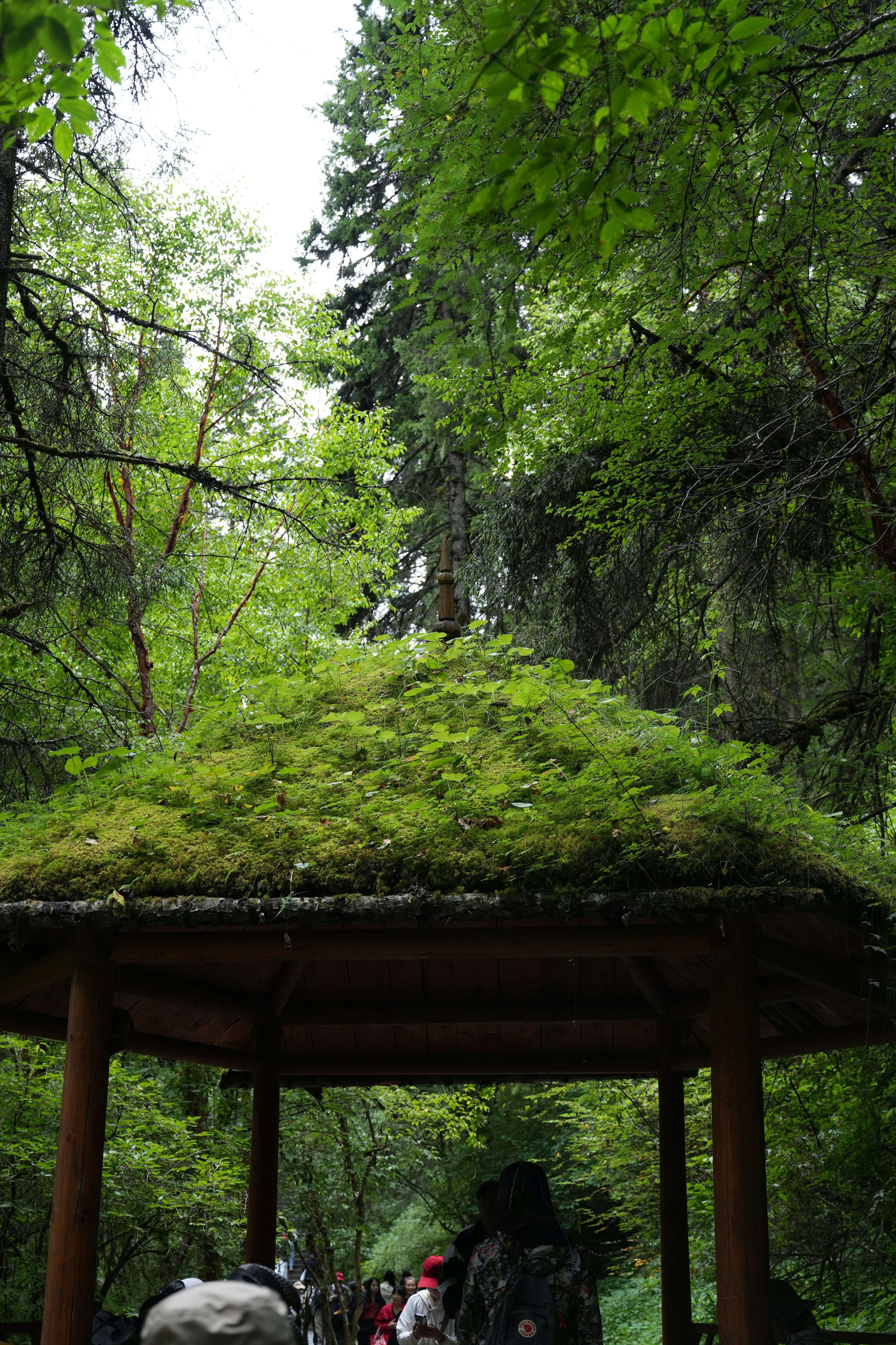 Nature's Canopy: A Moss-Covered Retreat