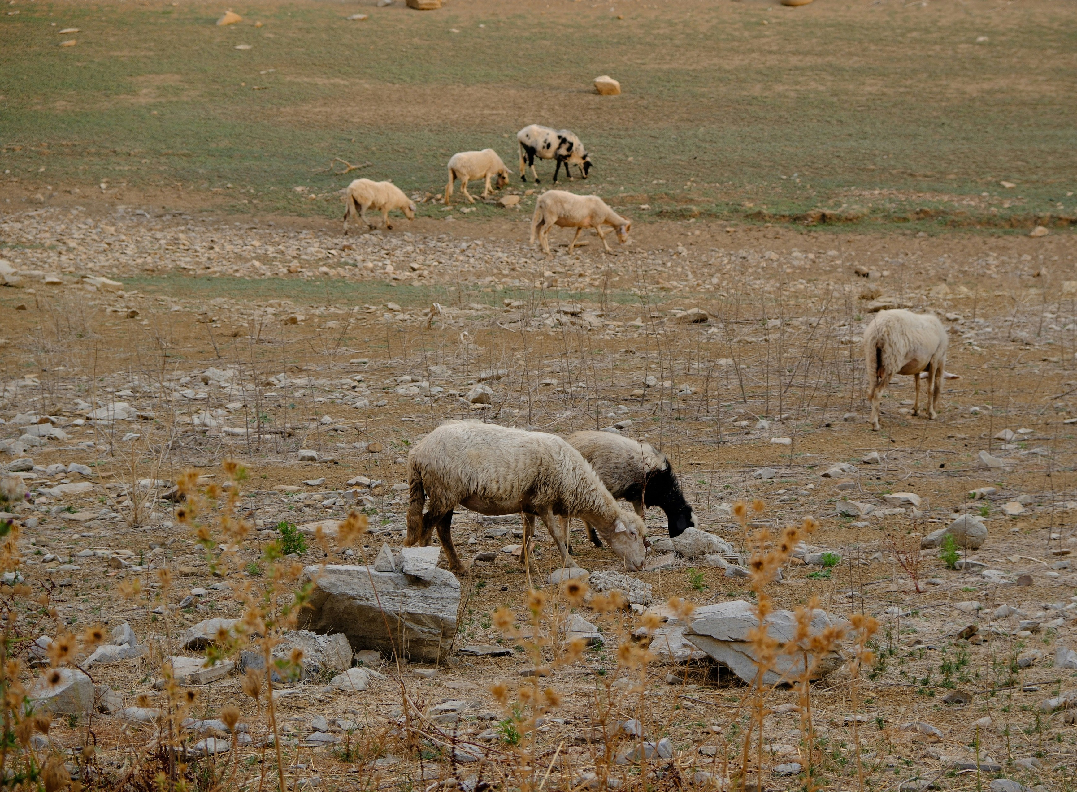 sheep | Sheep grazing in a dry, rocky field